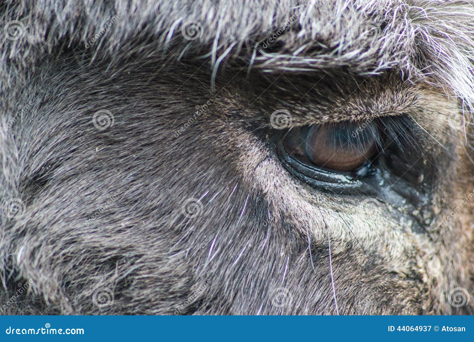Donkey Eye stock image. Image of safari, animal, donkey - 44064937