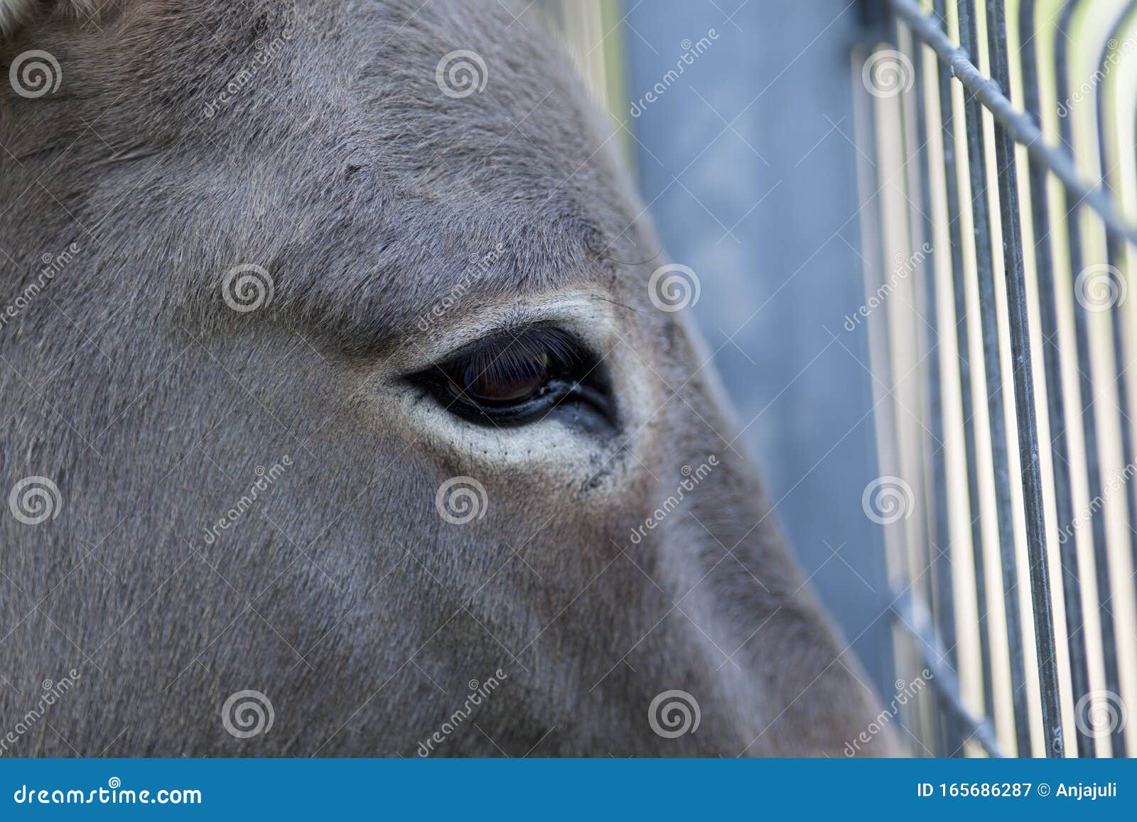 Donkey Eye Close Up Side View Stock Image - Image of animal, mammal ...