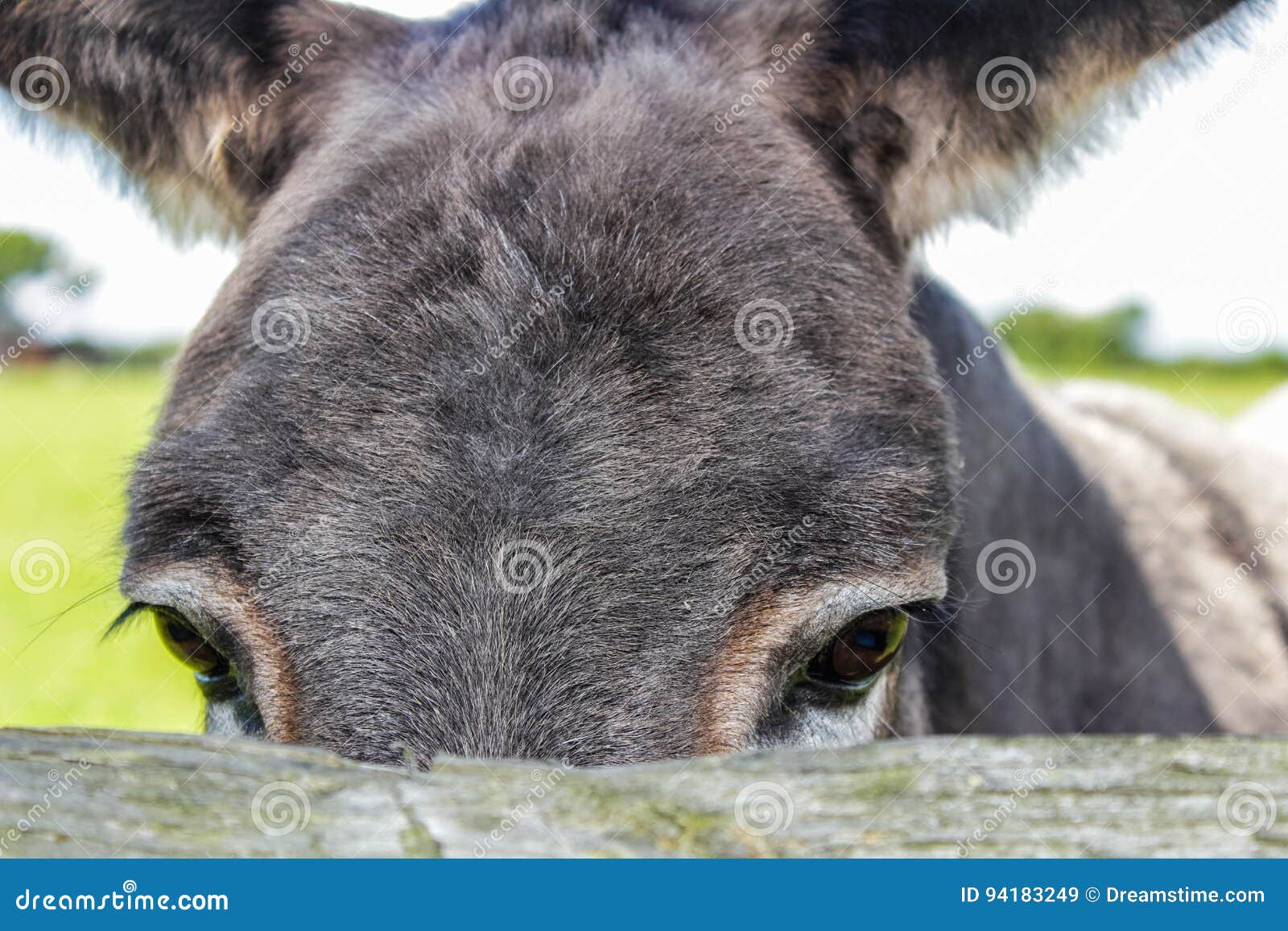 Donkey Eyes Closeup stock image. Image of domestic, head - 94183249