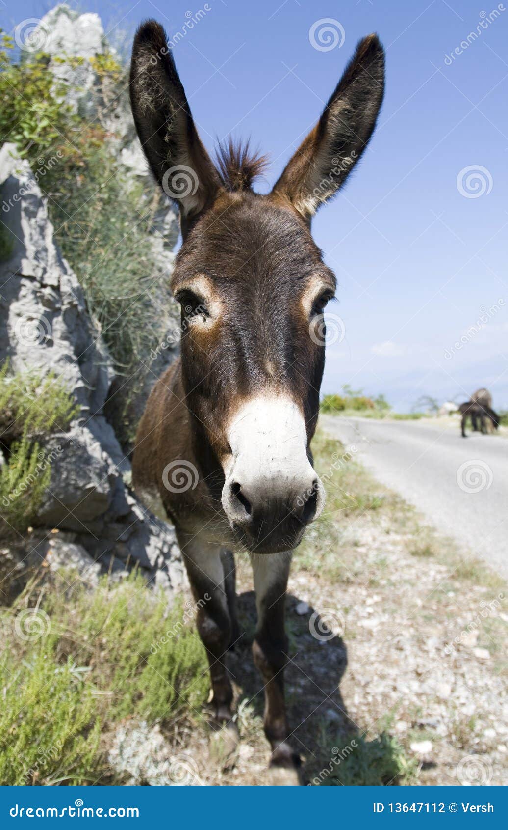 Donkey face stock photo. Image of herbivore, nostrils - 13647112