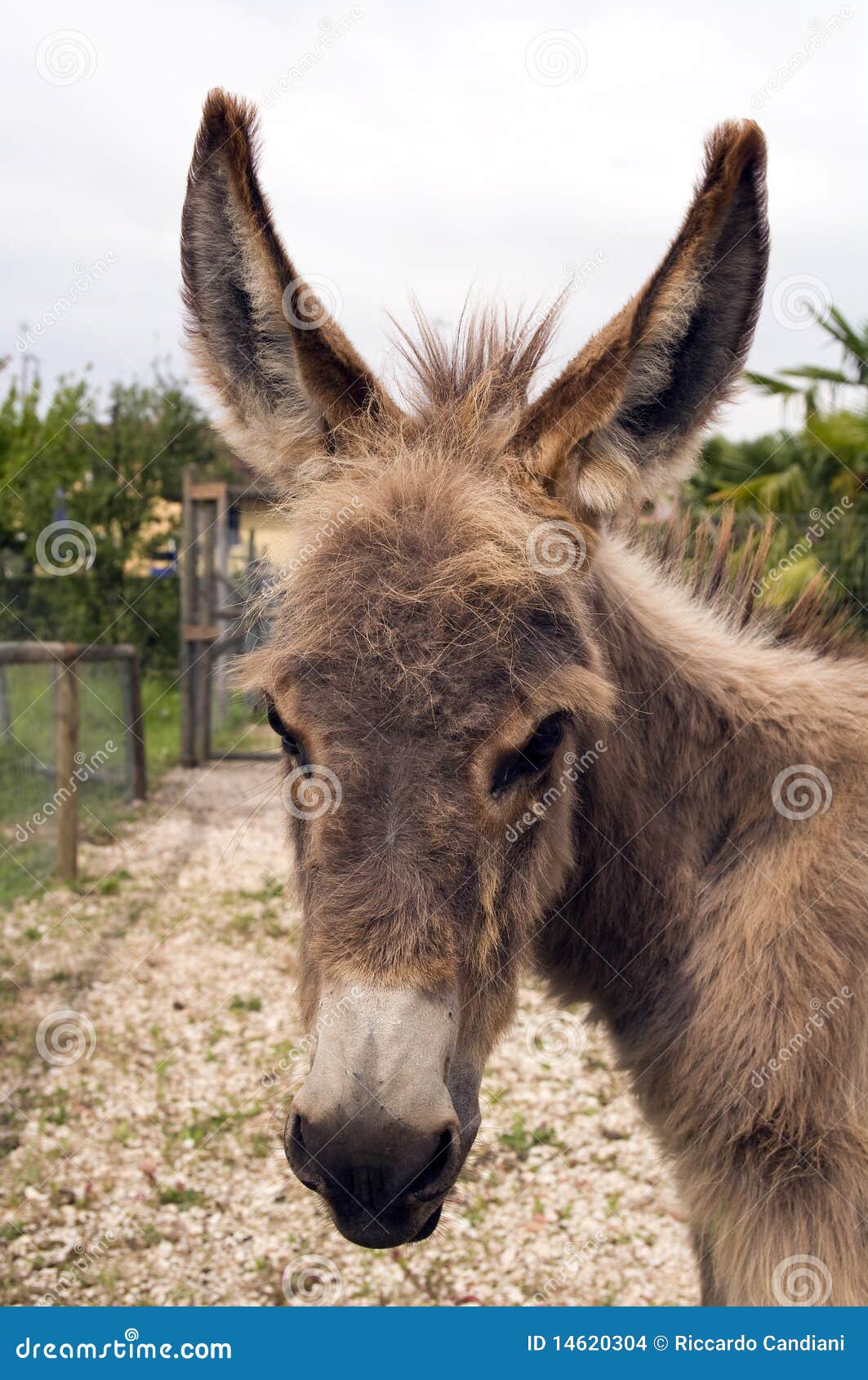 Donkey face stock photo. Image of burro, animal, country - 14620304