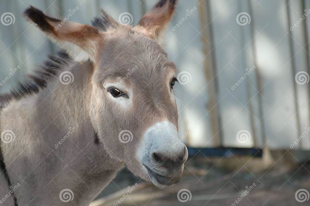 Donkey face stock photo. Image of nature, donkey, animals - 287656