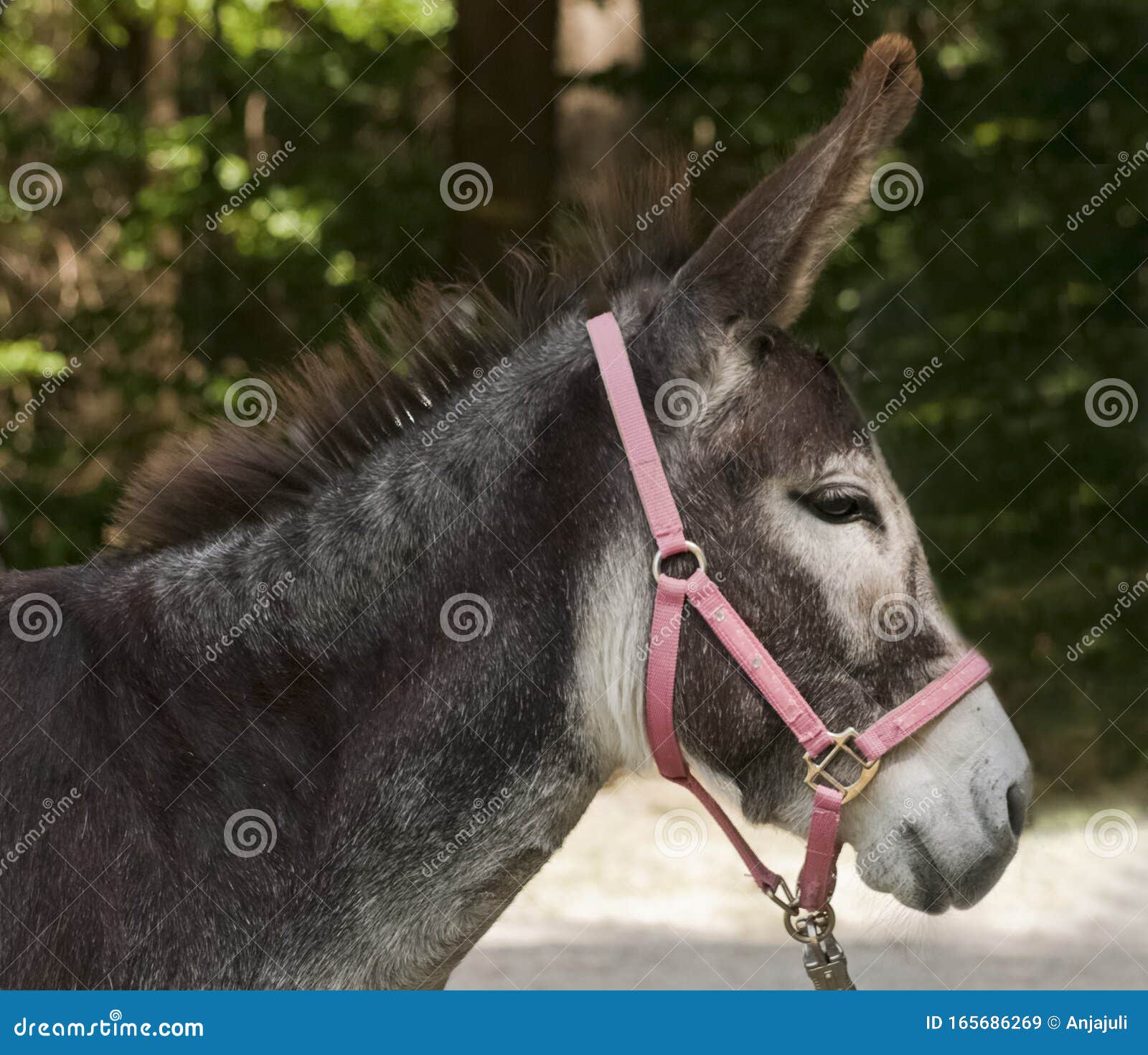 Donkey Face Close Up Side View Stock Image - Image of macro ...