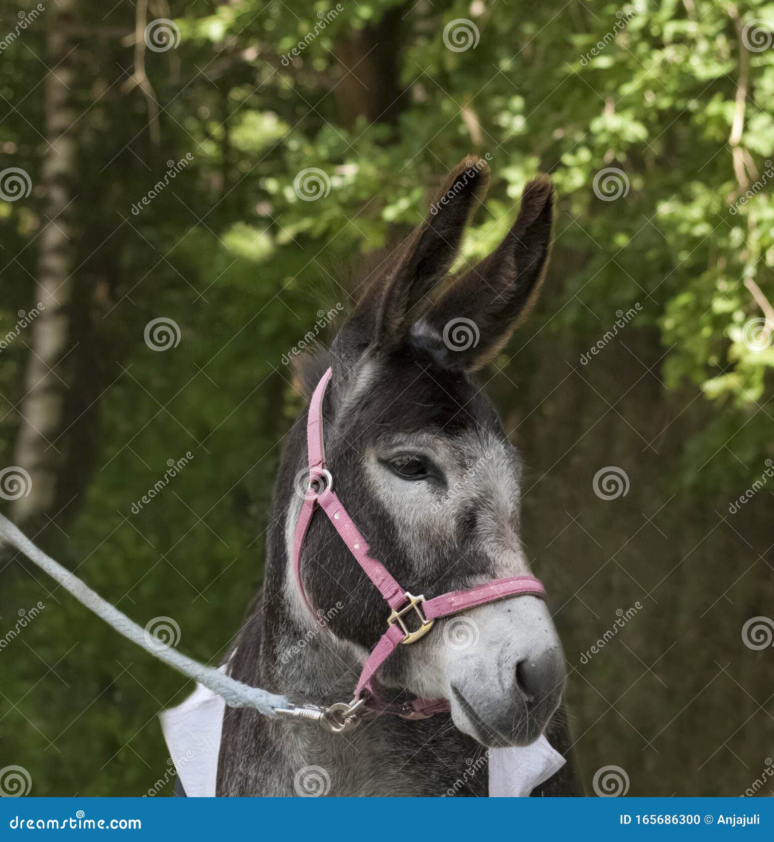 Donkey Face Close Up Side View Stock Photo - Image of nature, country ...