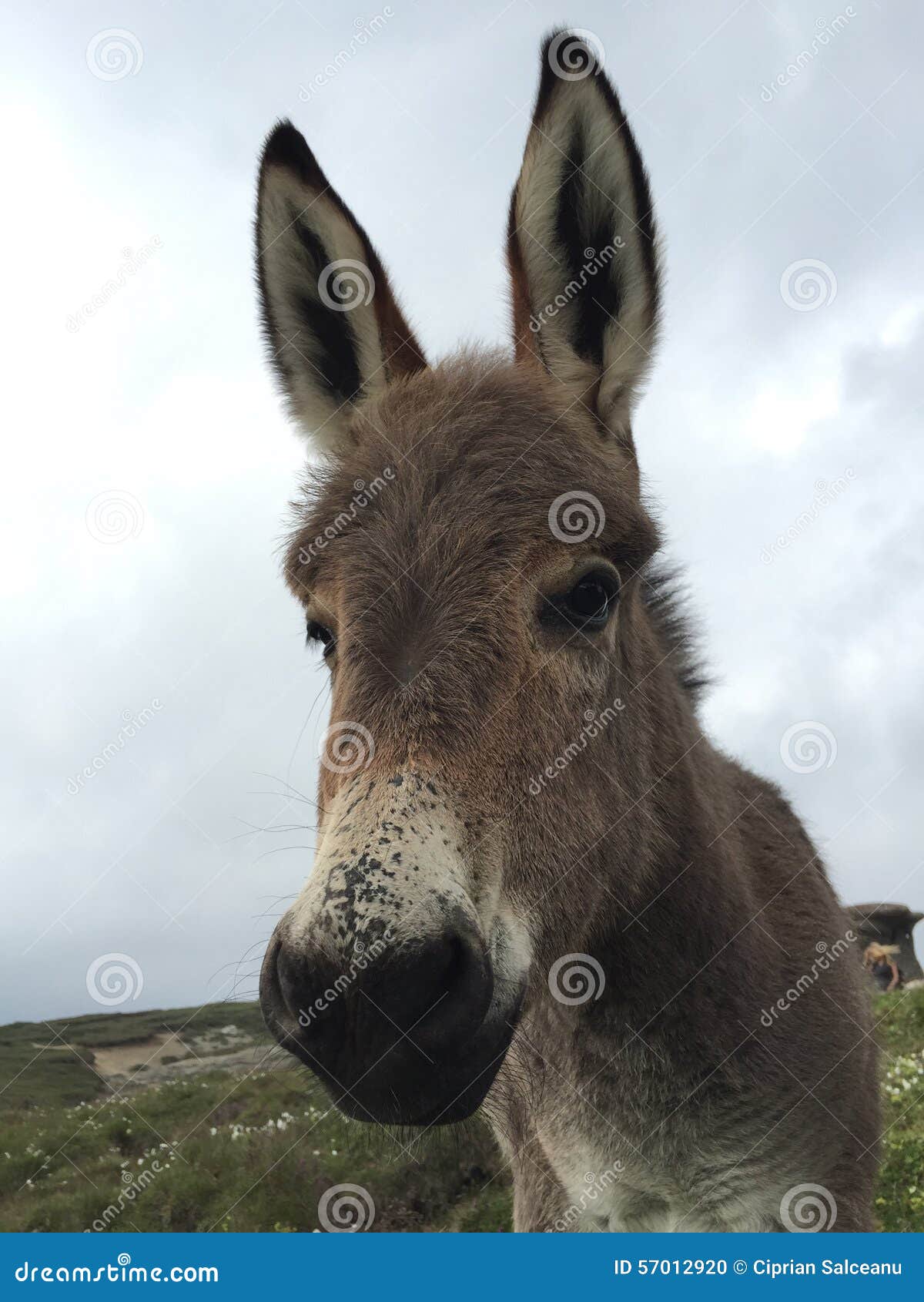Donkey face close-up stock photo. Image of photographed - 57012920