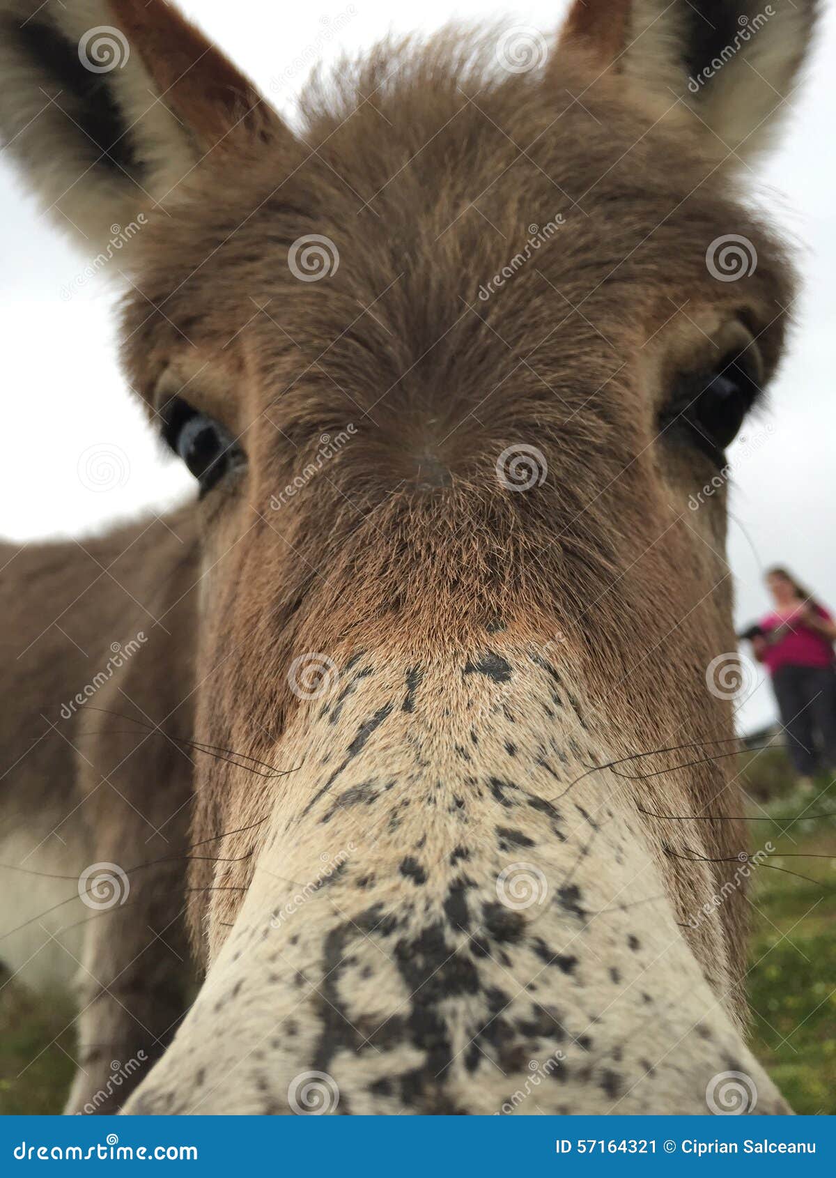 Donkey face close-up stock image. Image of face, mountin - 57164321