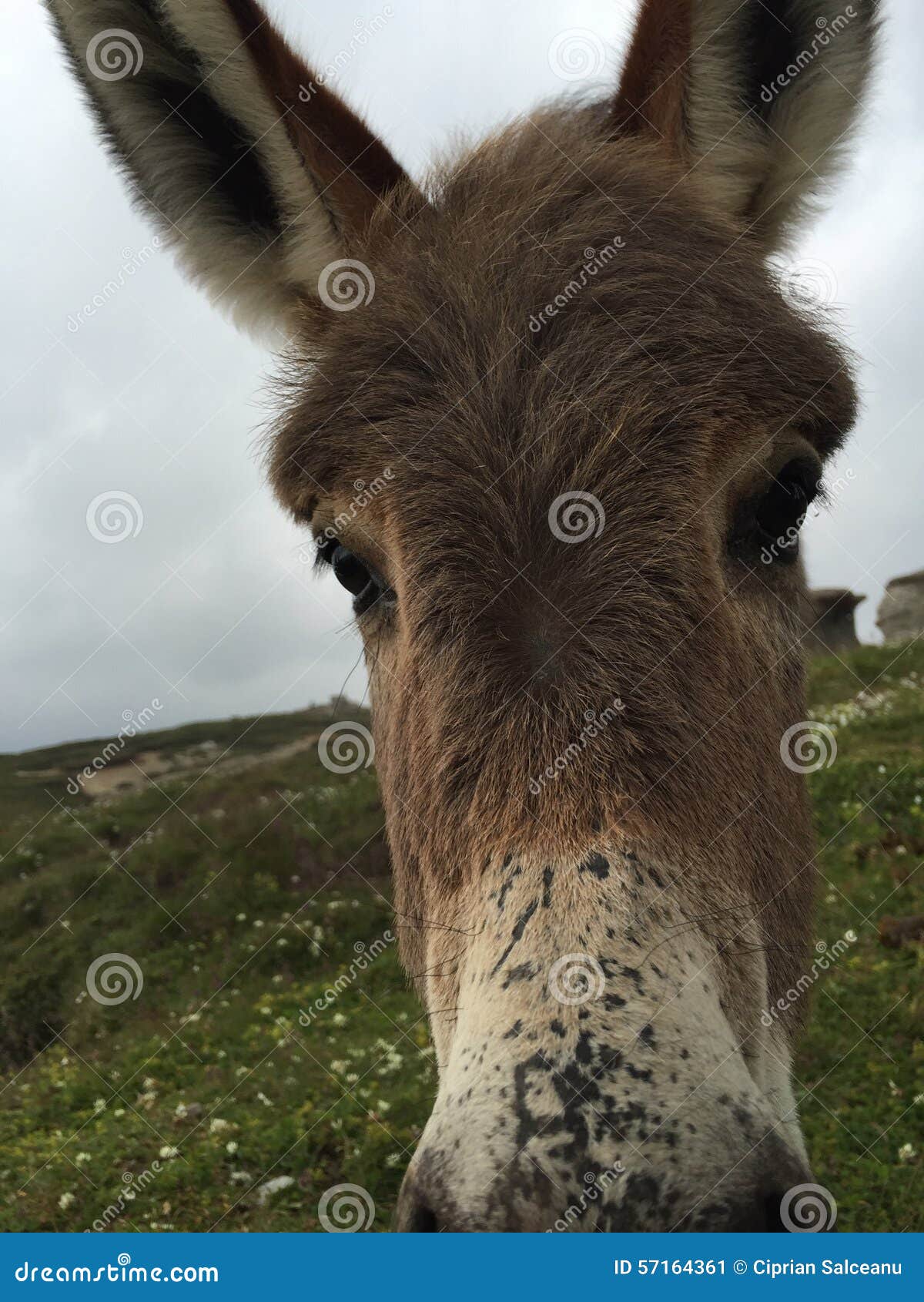 Donkey face close-up stock image. Image of photographed - 57164361