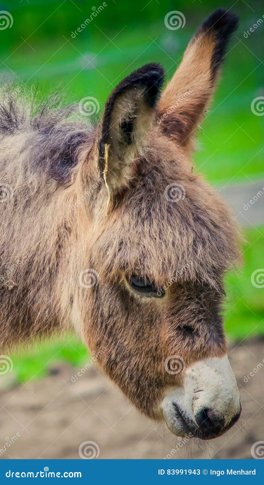 Donkey face closeup stock image. Image of front, closeup - 83991943