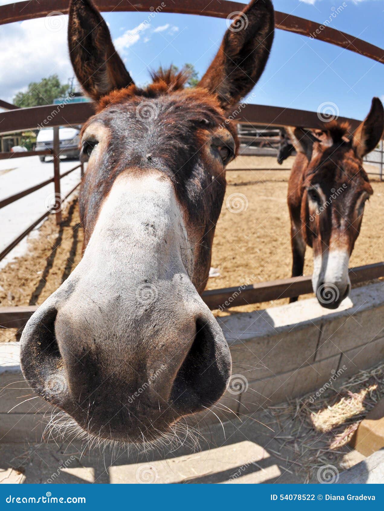 Donkey Face Side Detail Royalty-Free Stock Photo | CartoonDealer.com ...