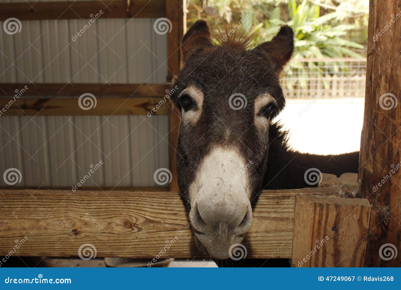 Donkey Face stock image. Image of frontal, front, view - 47249067
