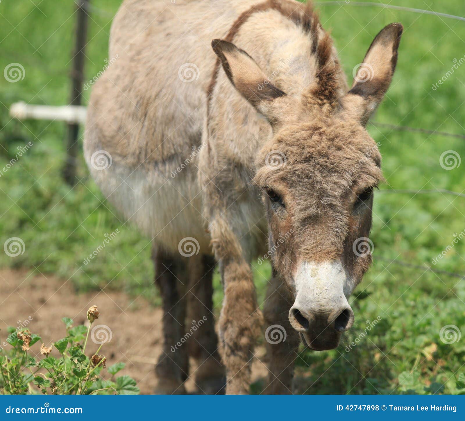 Donkey Face Side Detail Royalty-Free Stock Photo | CartoonDealer.com ...