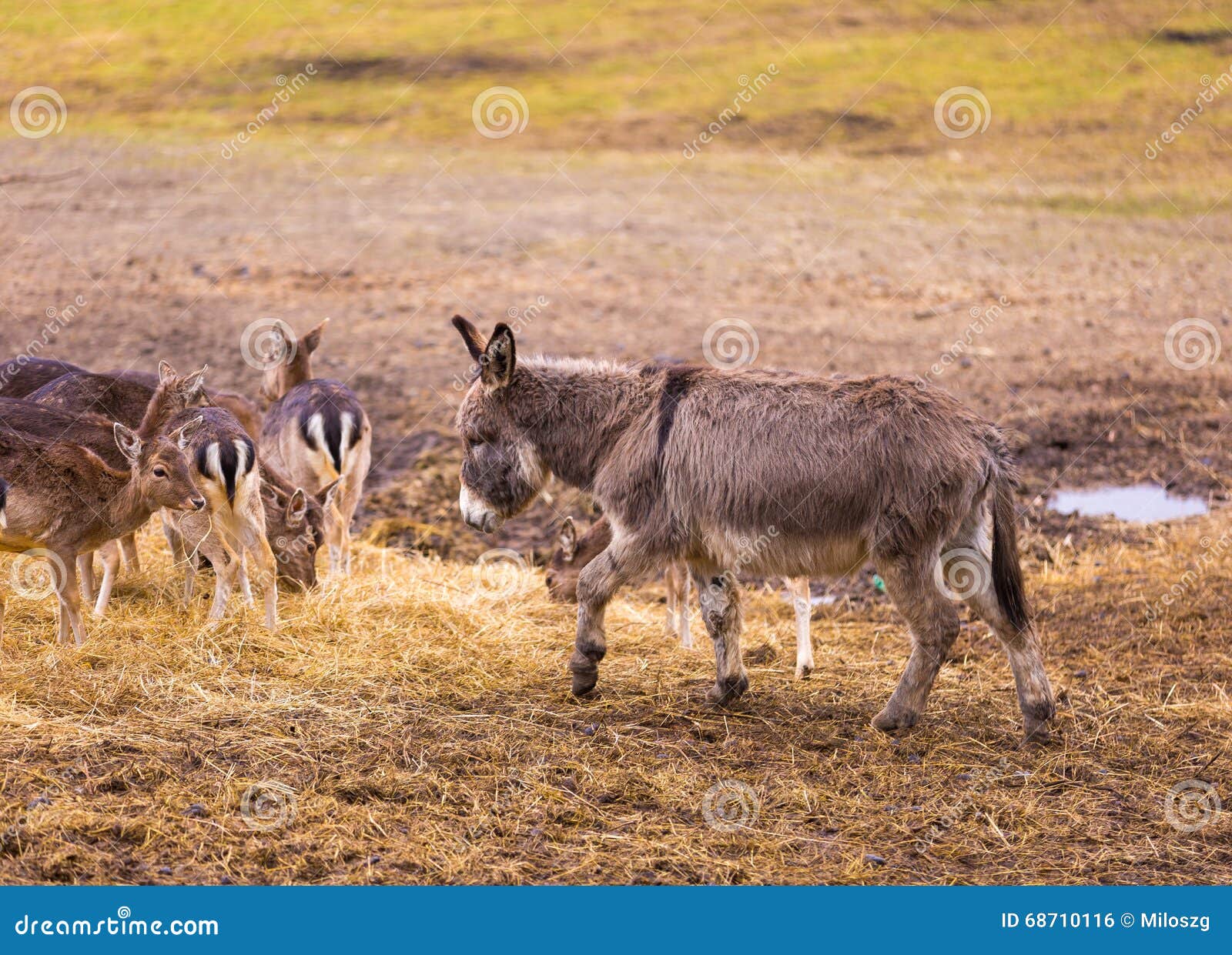 Donkey Fallow Deer Group Stock Photos - Free & Royalty-Free Stock ...