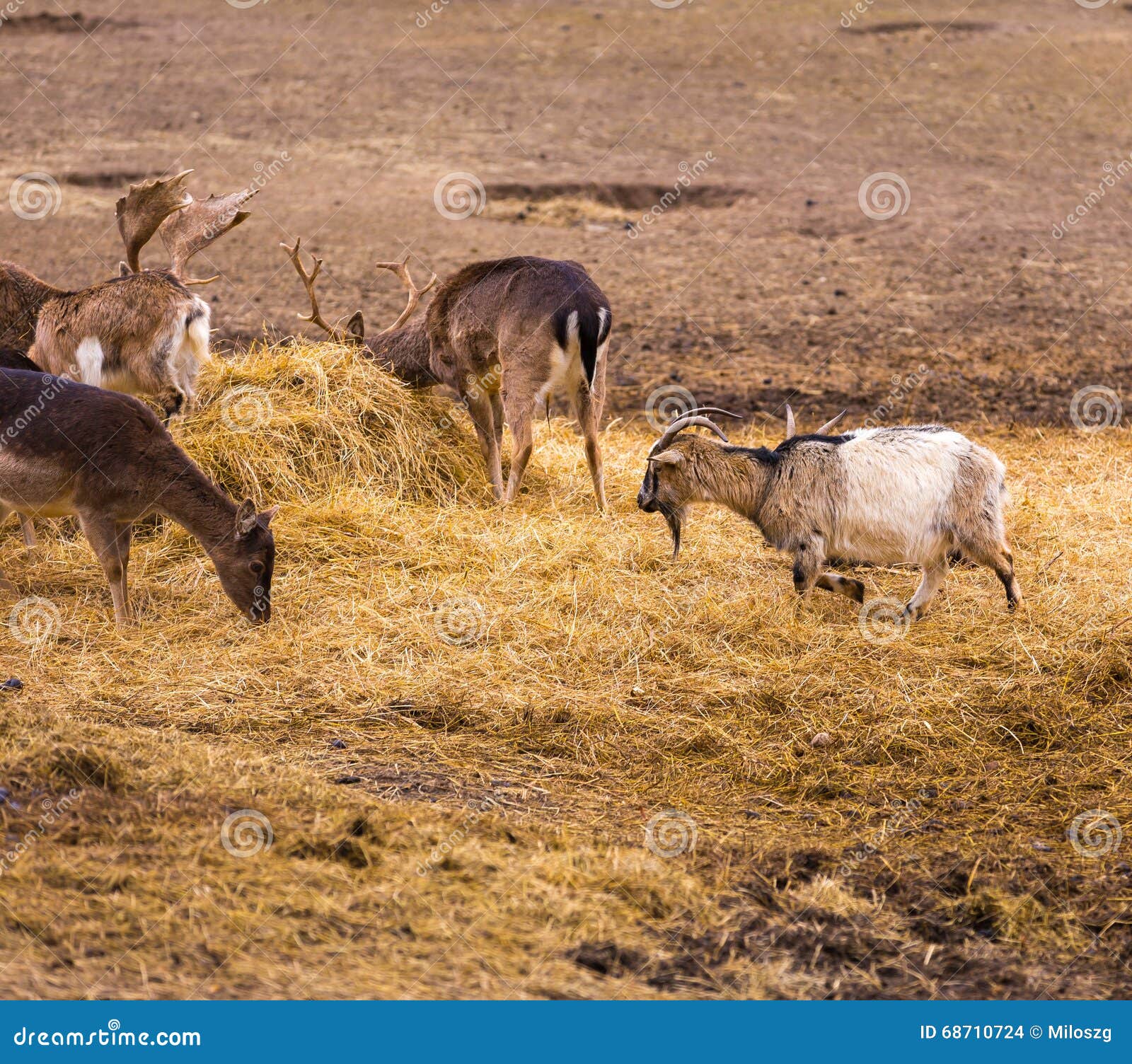 Donkey and Fallow-deer Group Stock Photo - Image of farm, flock: 68710724