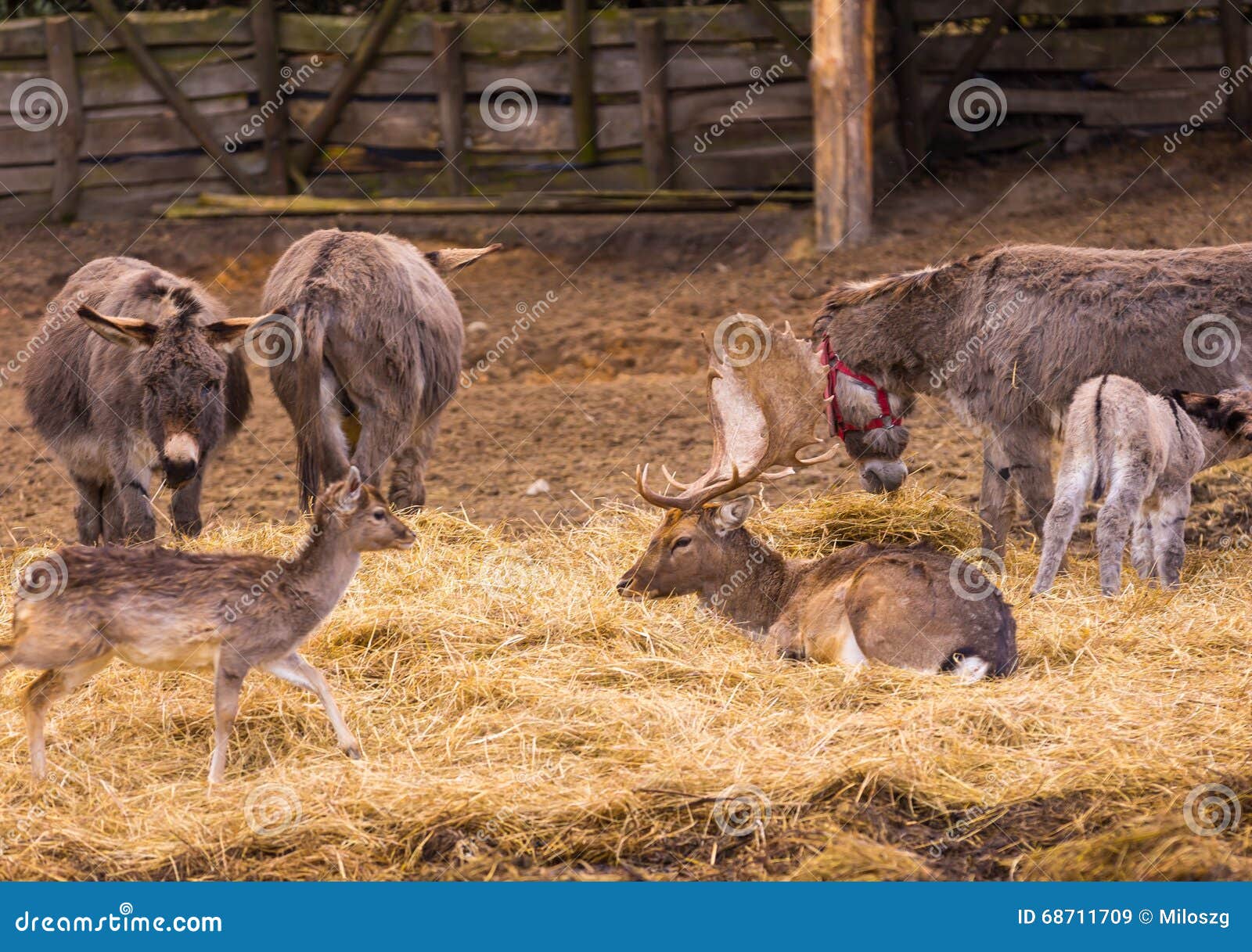 Donkey and Fallow-deer Group Stock Image - Image of herd, fallow: 68711709