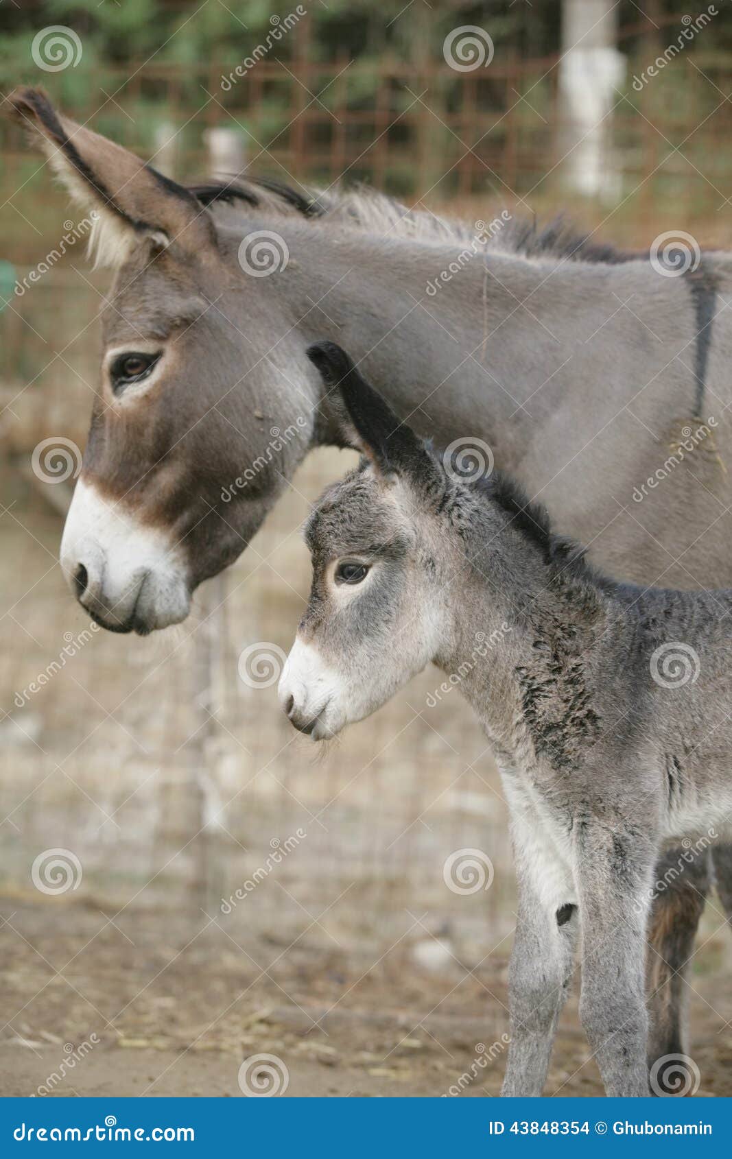Donkey family stock photo. Image of closeup, farm, mammal - 43848354