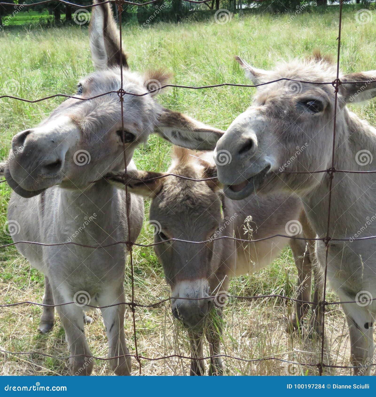 Royalty Free Images, Cartoons, Illustrations And Photos Designed By ...