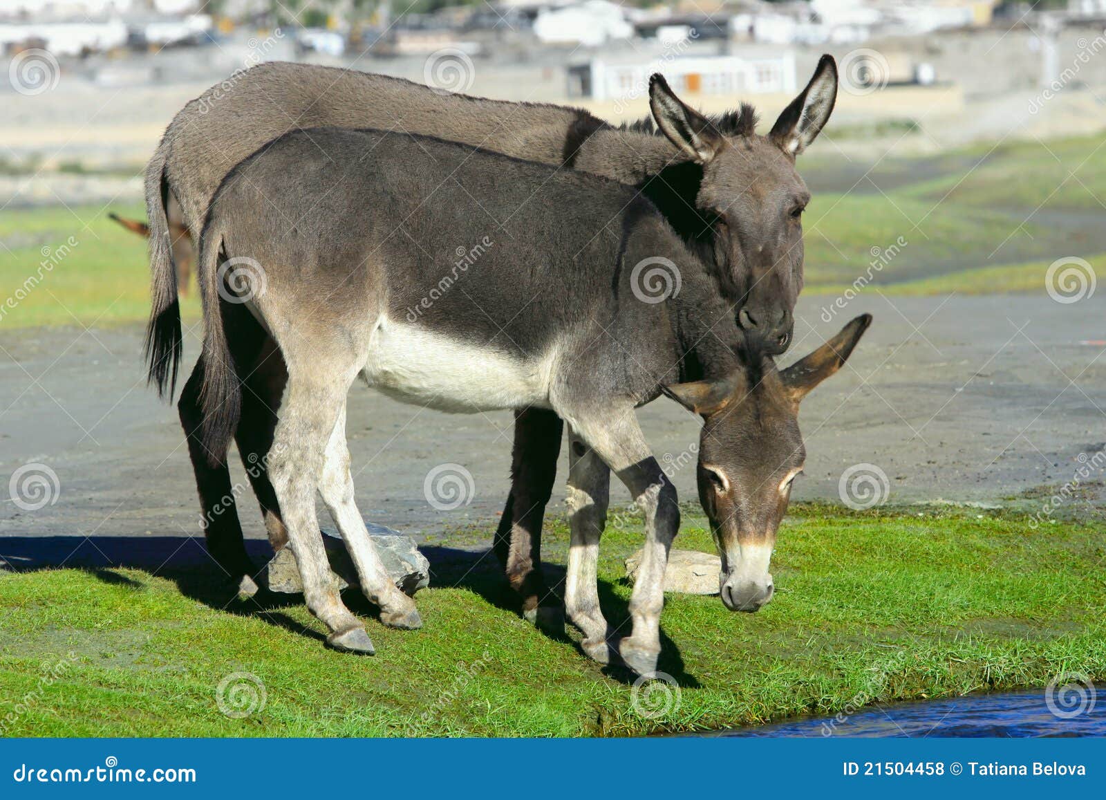Donkey on farm stock photo. Image of donkey, gray, animal - 21504458