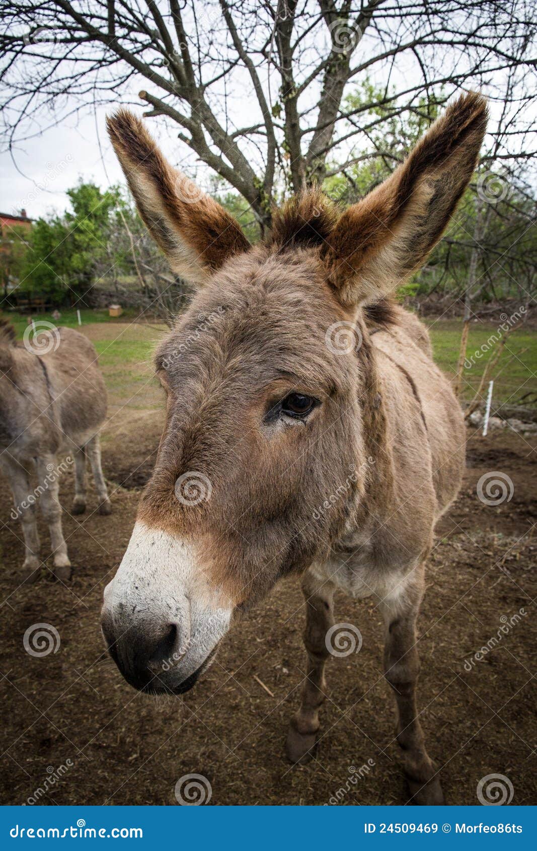 Donkey on a farm stock image. Image of attractive, brown - 24509469