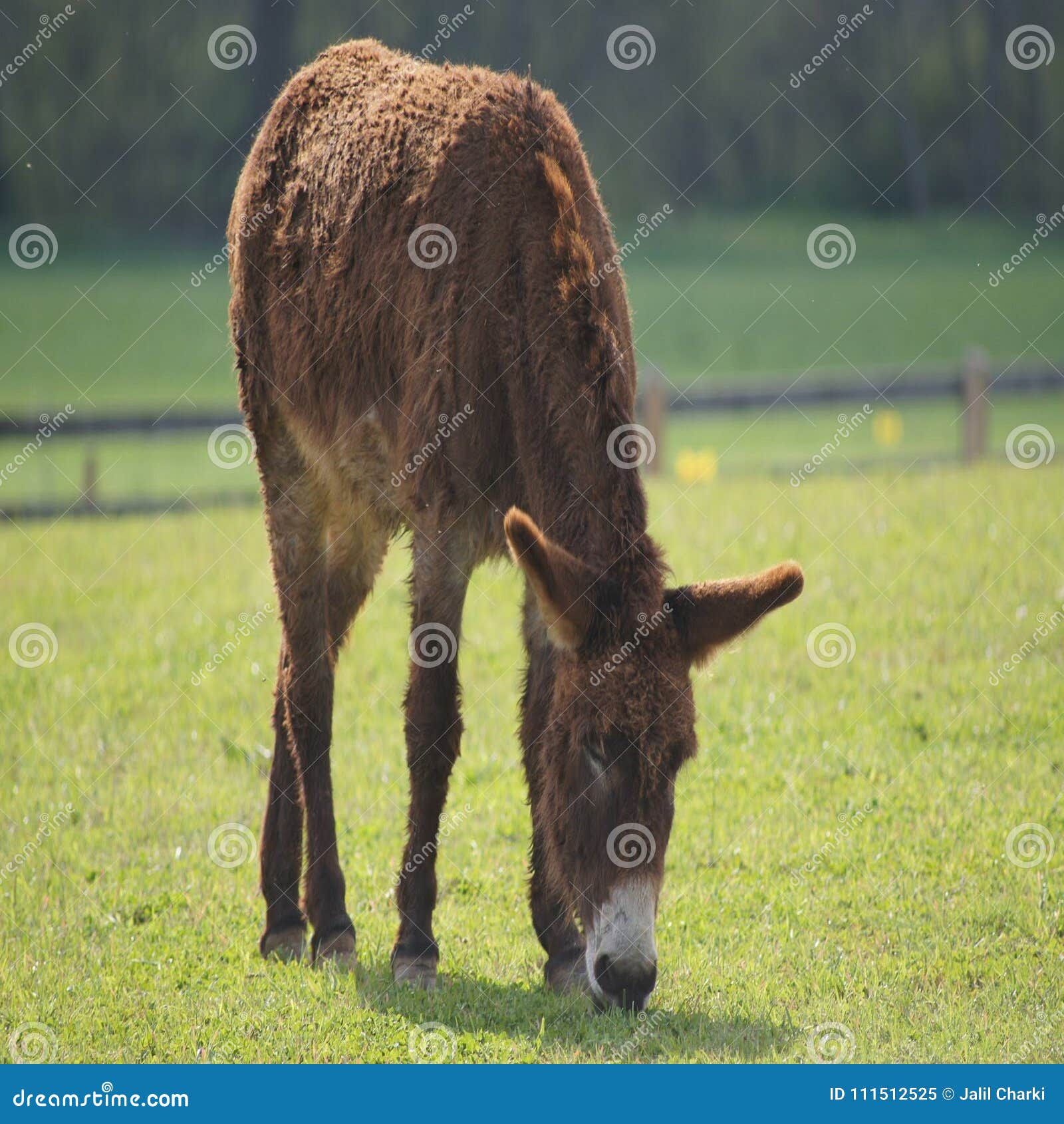 Donkey in the Farm Eating in Beautiful Nature Stock Image - Image of ...