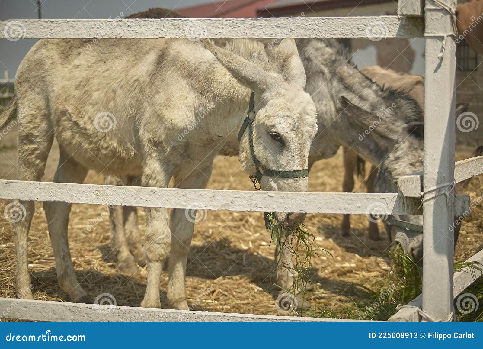Donkey in the Farm Enclosure 14 Stock Image - Image of grey, head ...