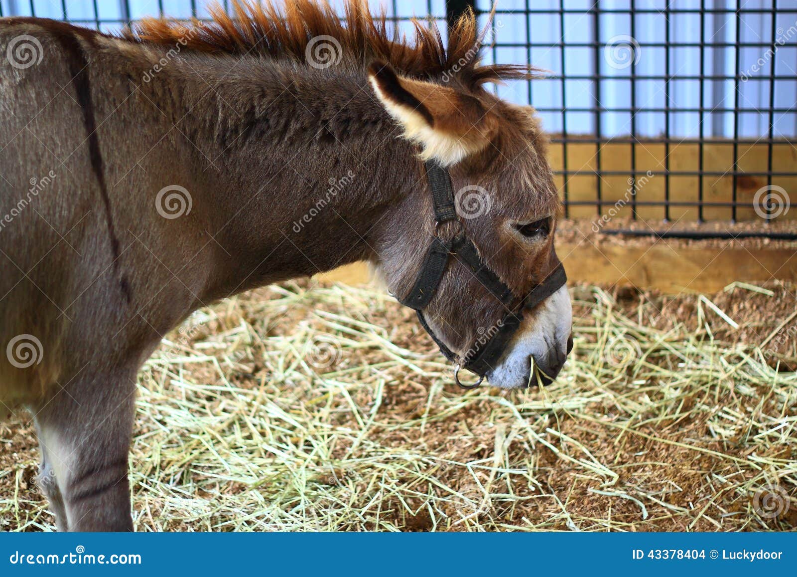 Donkey on Farm stock photo. Image of life, democratic - 43378404