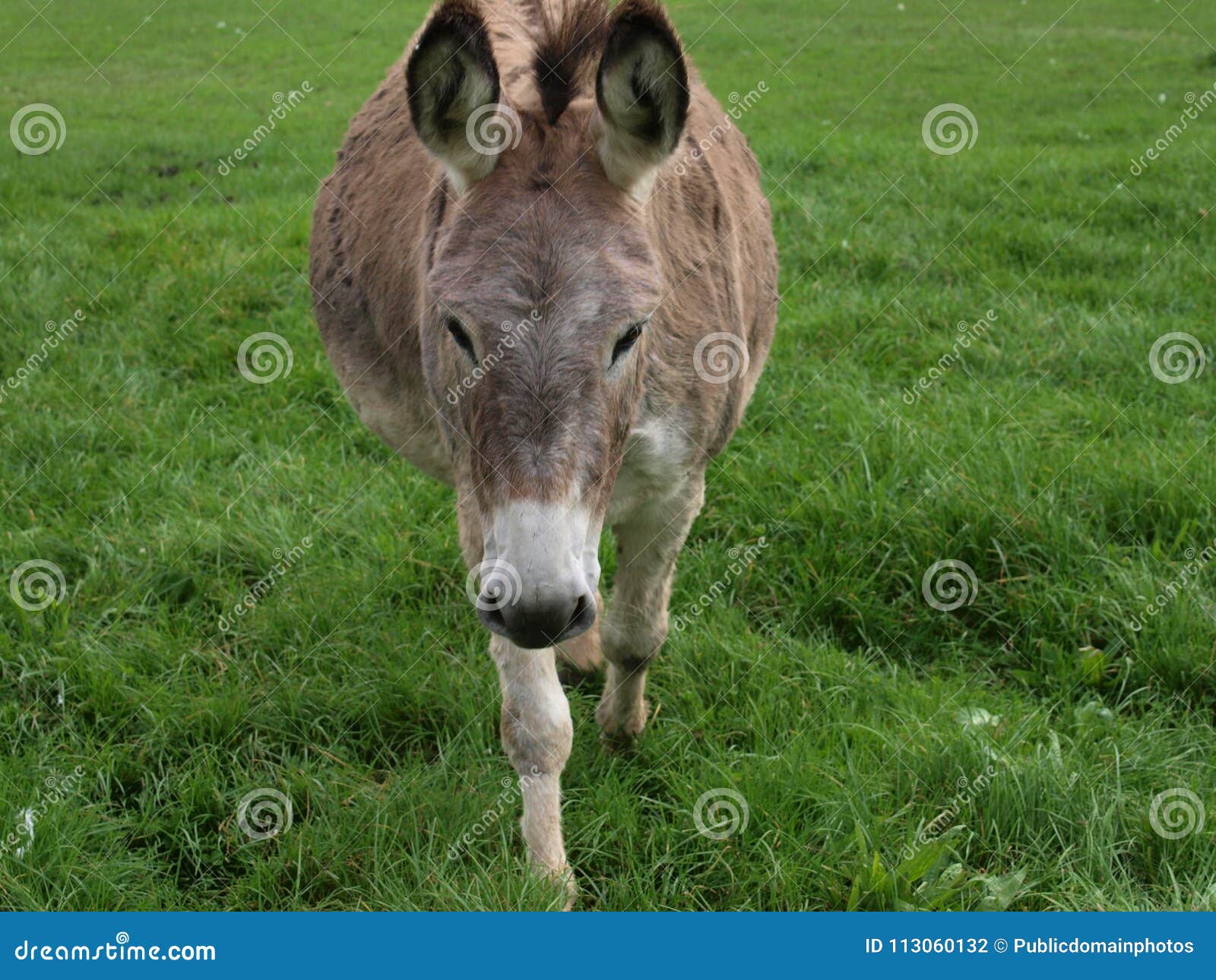Donkey, Fauna, Pasture, Grass Picture. Image: 113060132