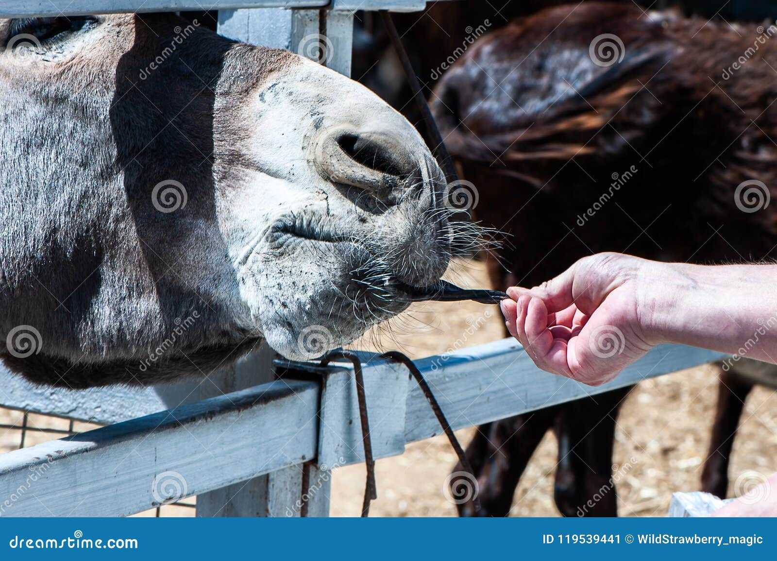 Donkey feed stock image. Image of farmer, animals, farmland - 119539441