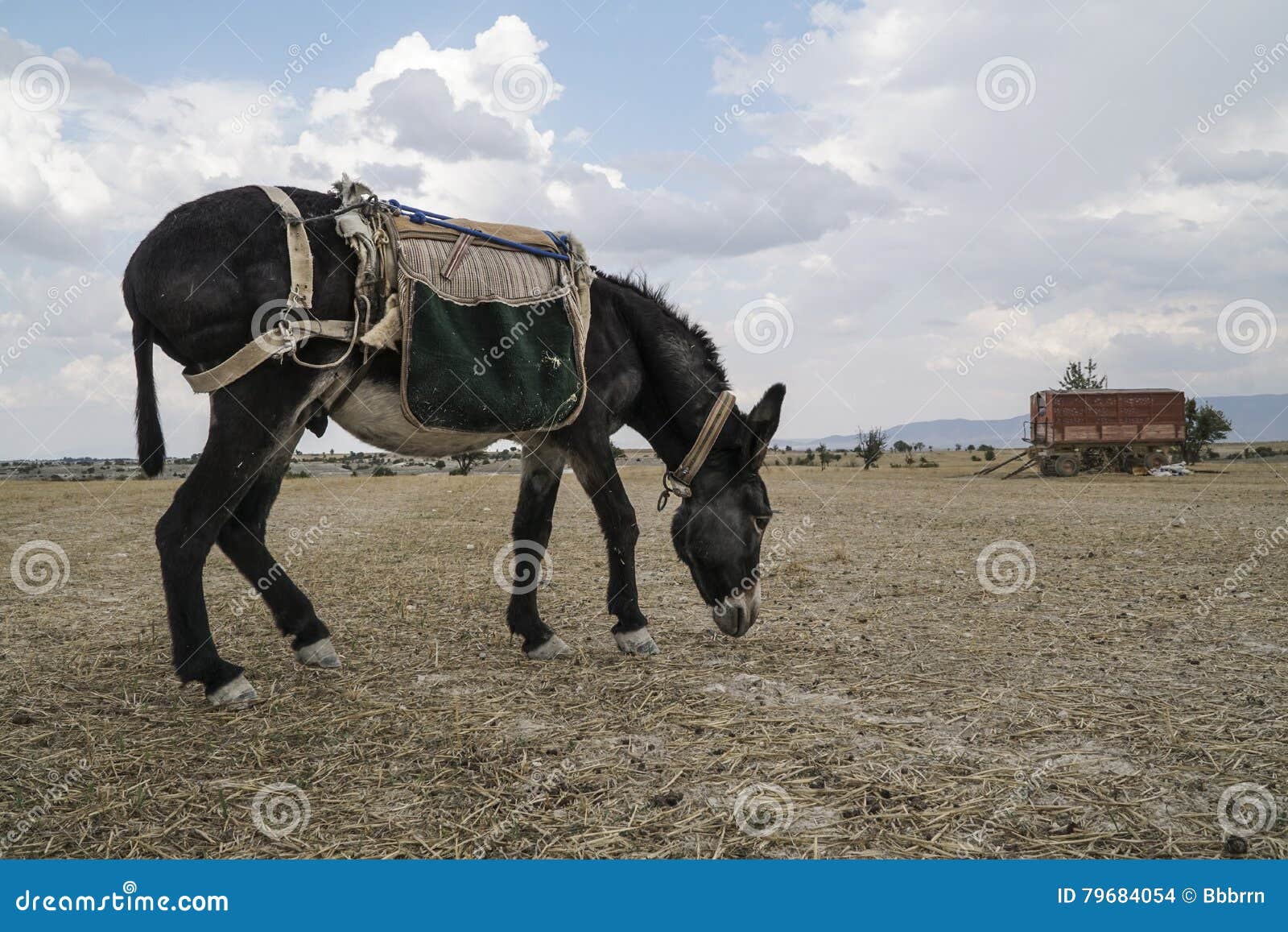 Donkey Feeding in the Countryside Stock Photo - Image of donkey, cloud ...
