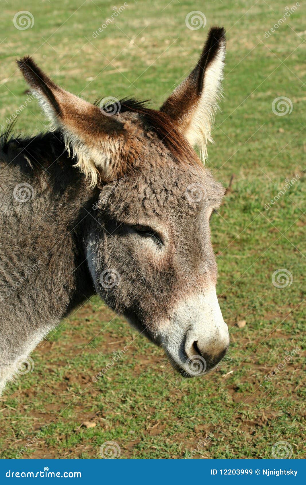 Donkey in a field stock image. Image of stubborn, animal - 12203999