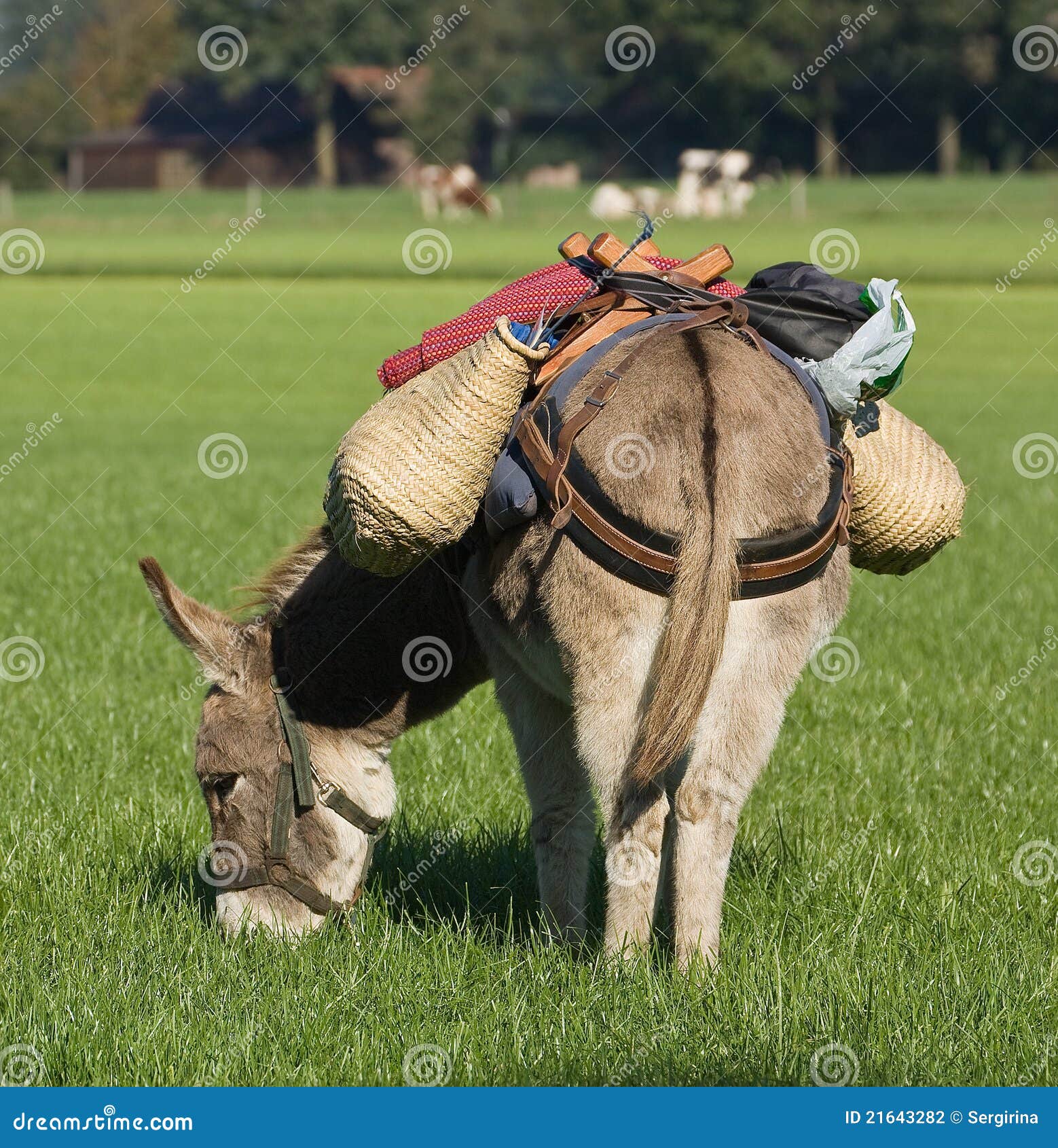 161 Loaded Donkey Photos - Free & Royalty-Free Stock Photos from Dreamstime