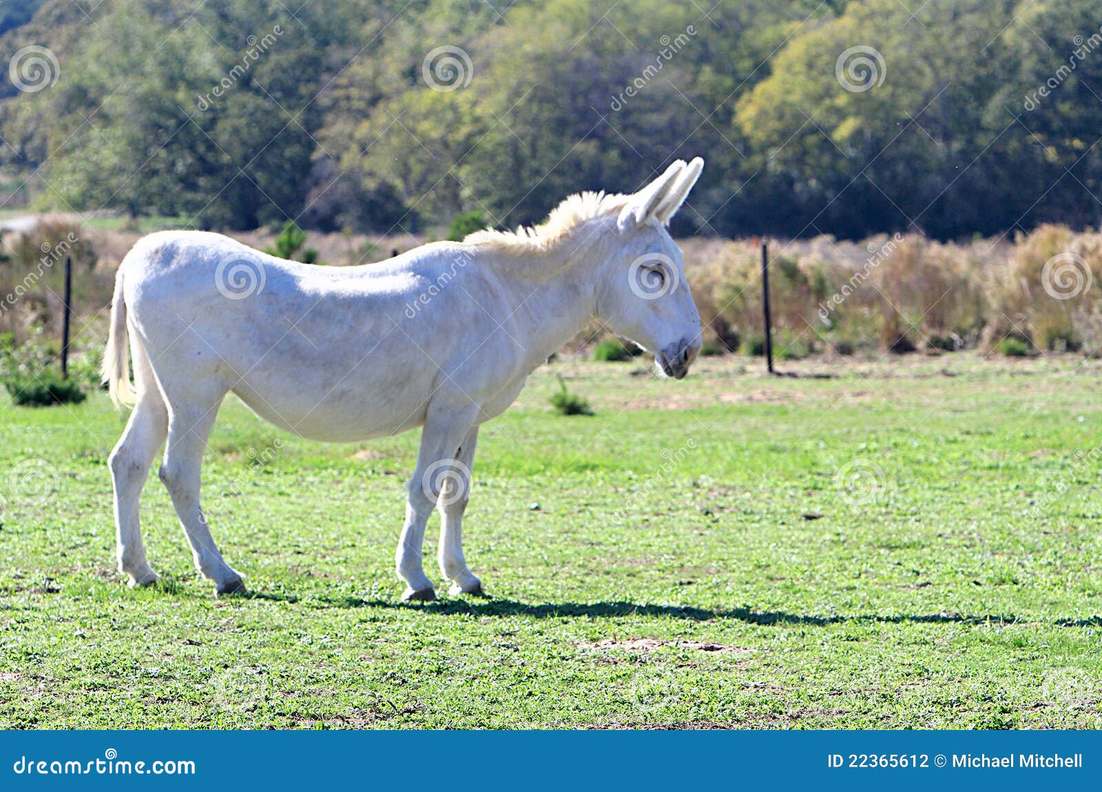 Donkey in a field stock photo. Image of ranch, grass - 22365612