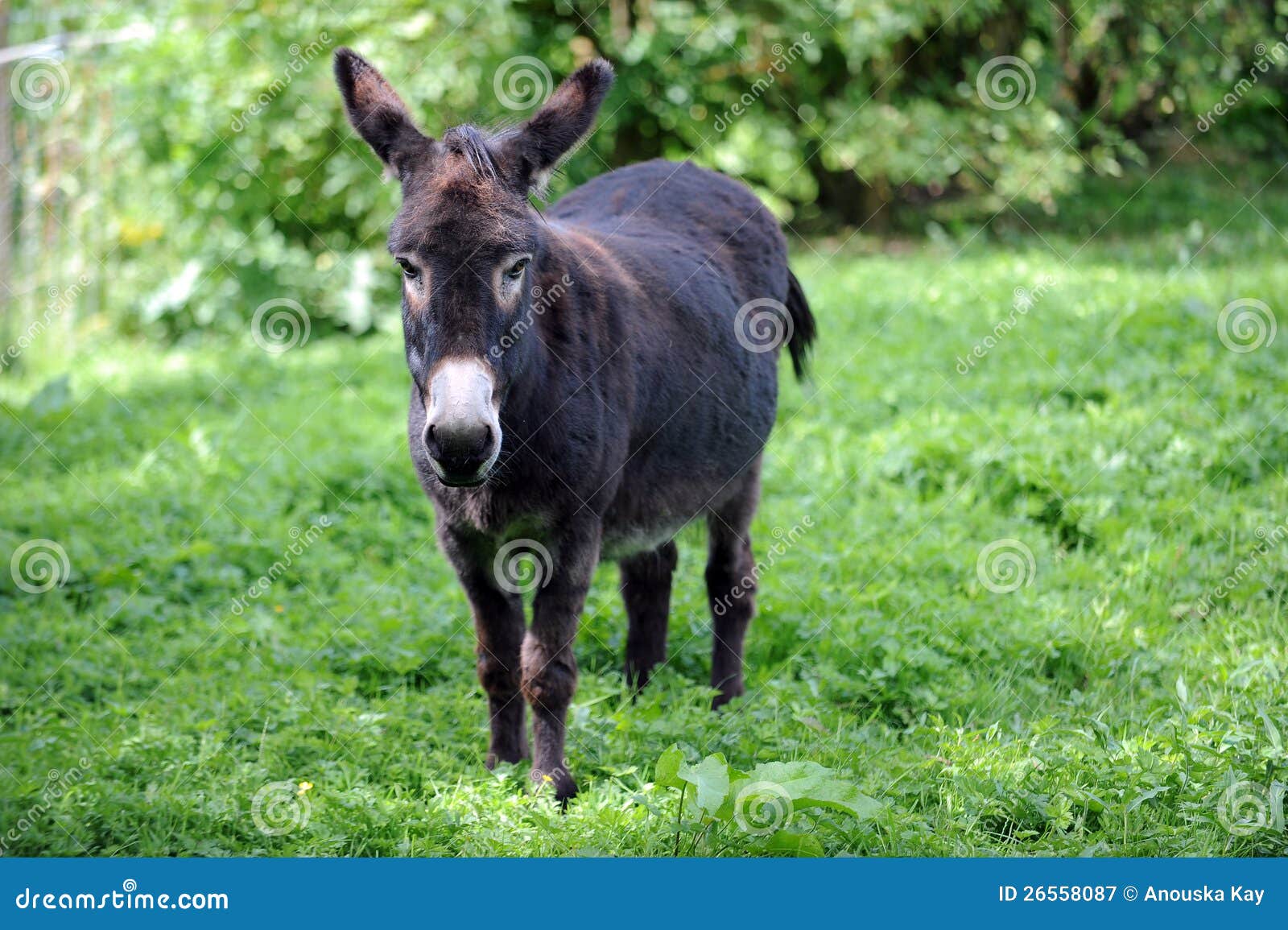 Donkey in a field stock image. Image of agriculture, farm - 26558087