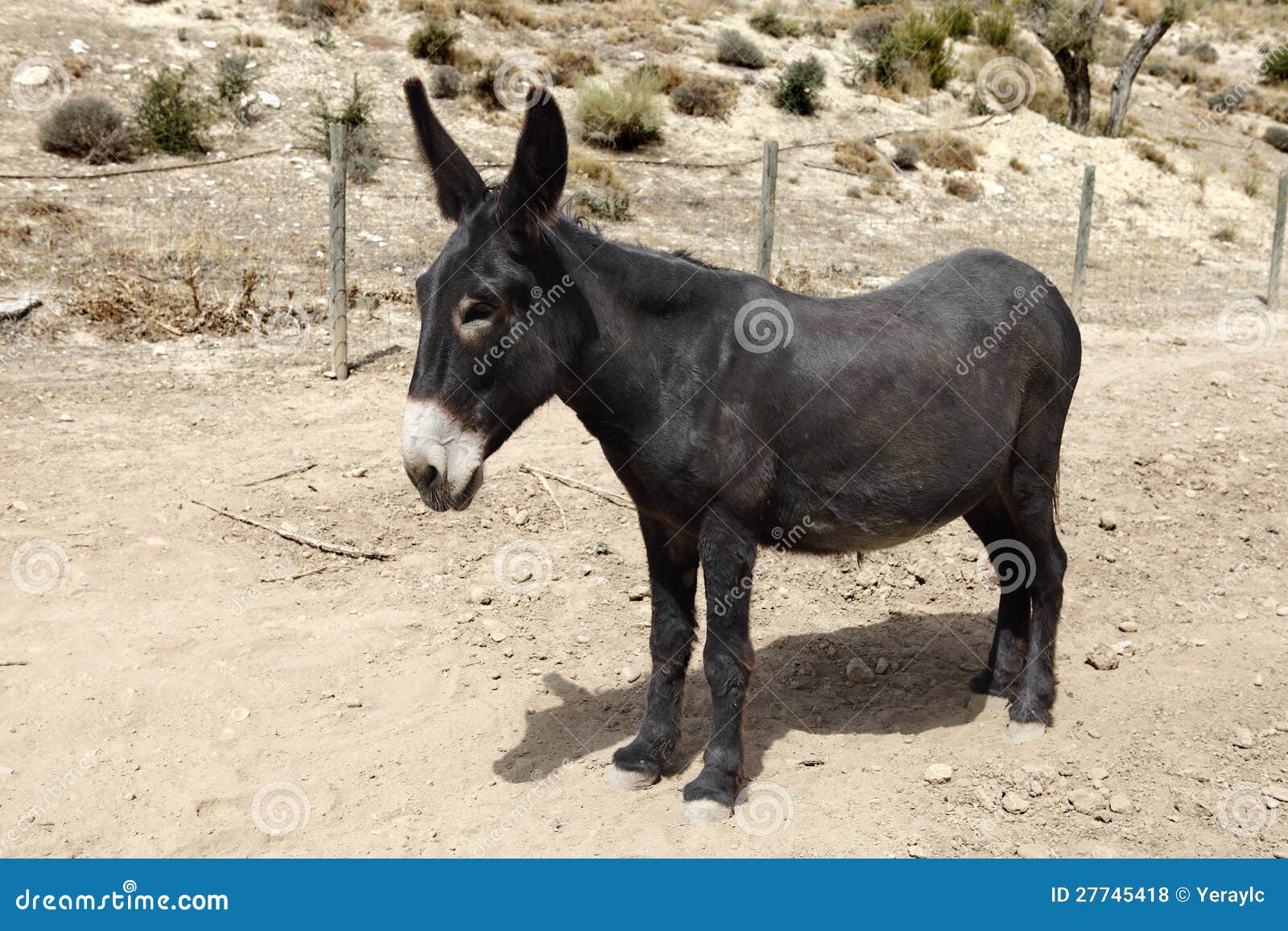 Donkey in the field stock photo. Image of donkey, mammal - 27745418