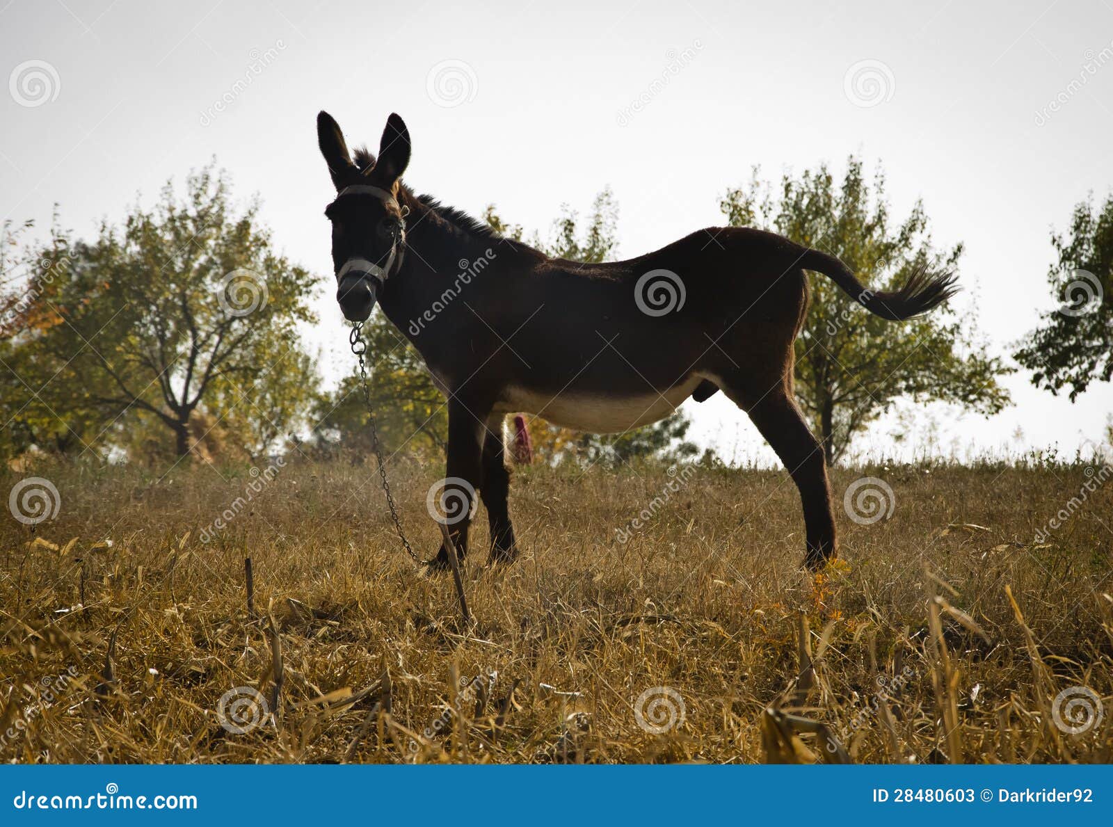 Donkey on field stock image. Image of field, head, background - 28480603
