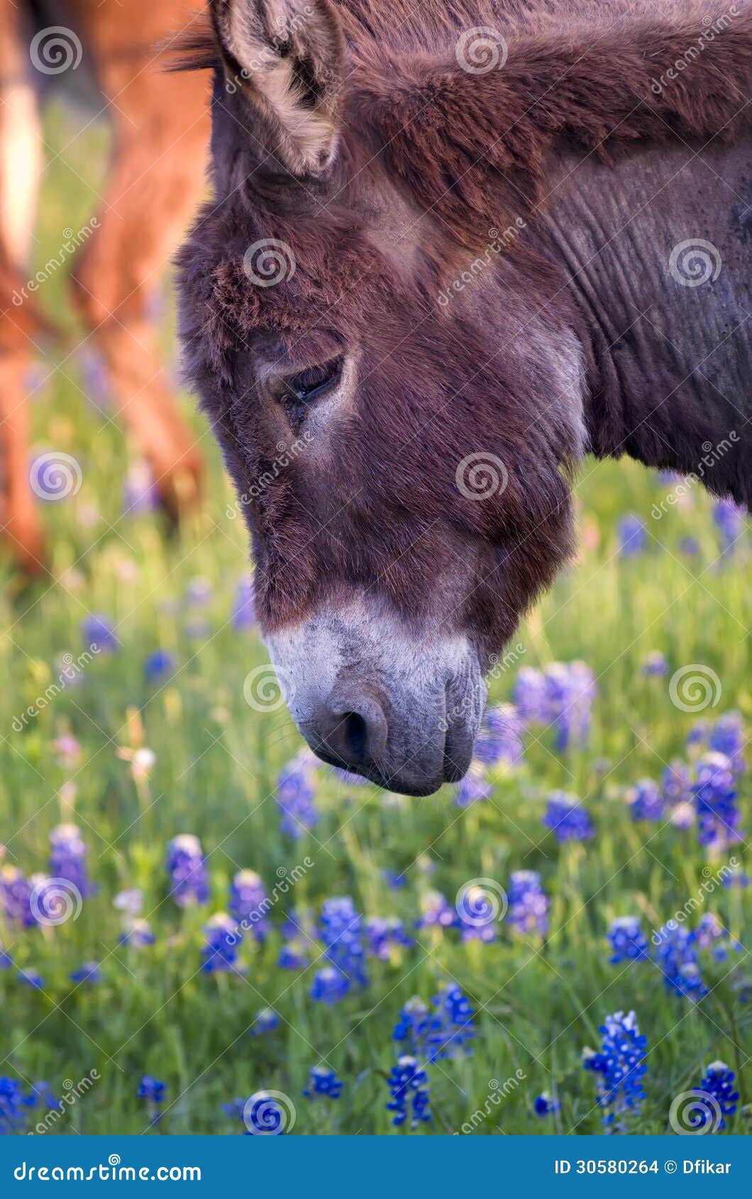 Donkey in a Field of Bluebonnets Stock Photo - Image of natural, mule ...