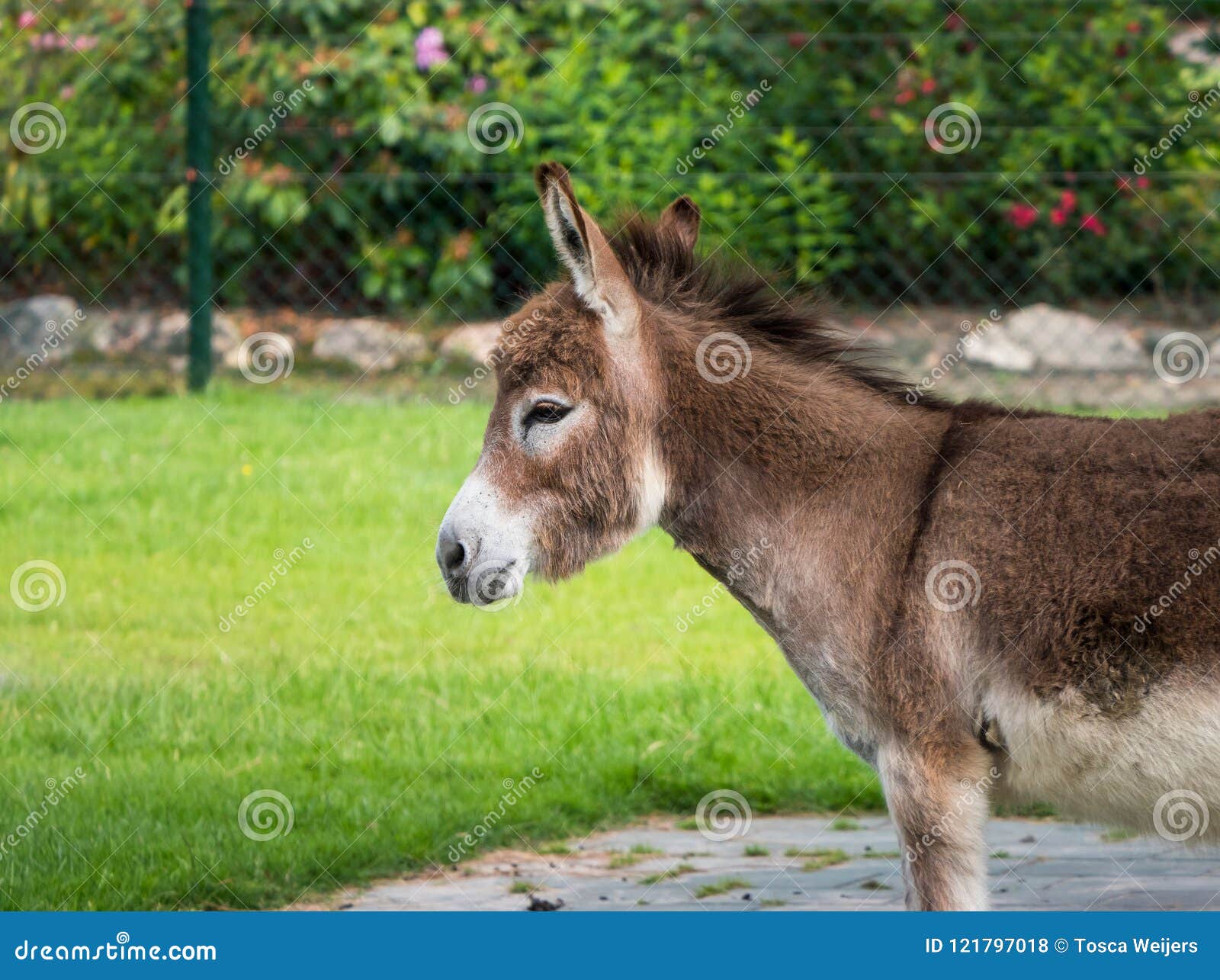 Donkey in a field stock photo. Image of farm, summer - 121797018