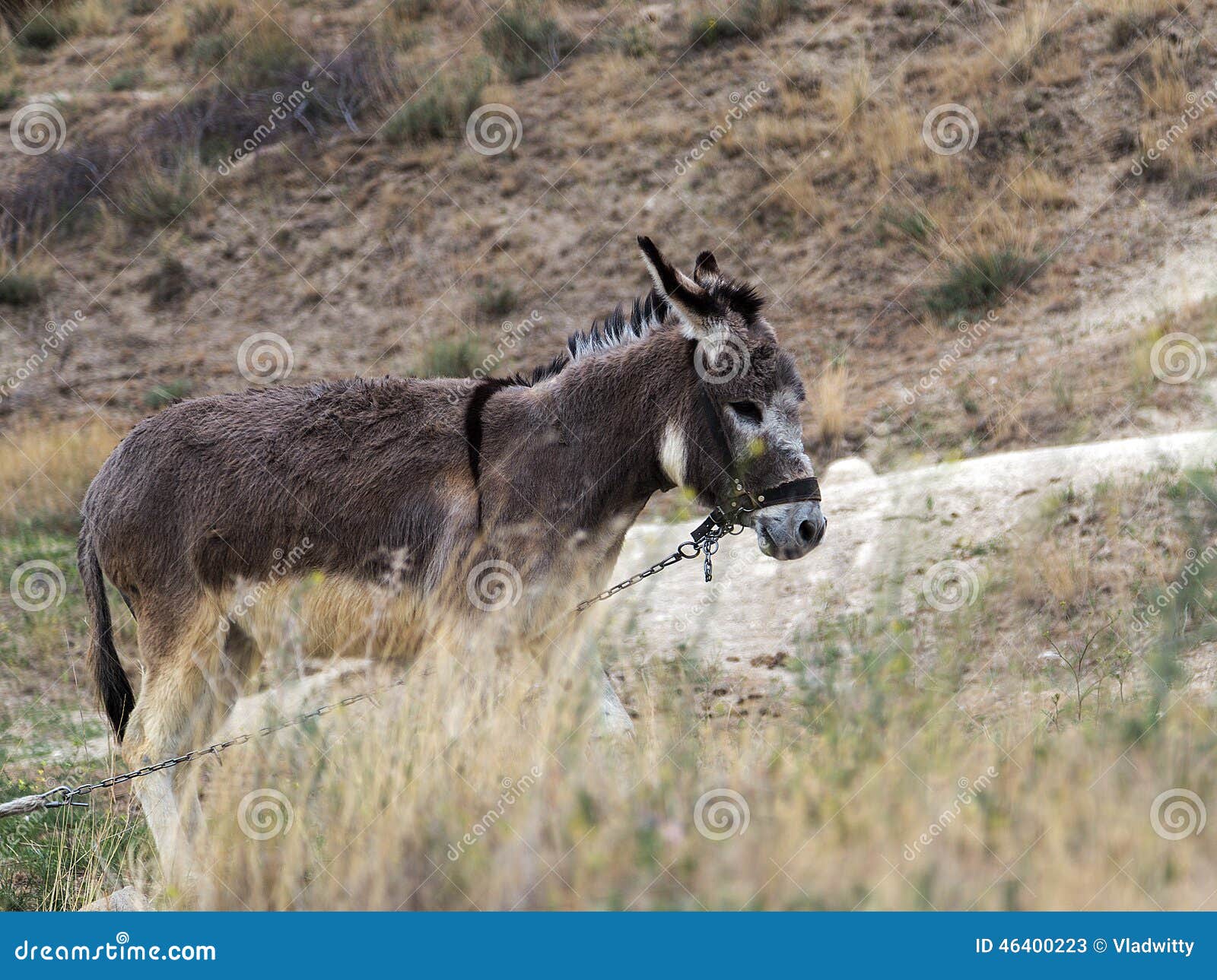 Donkey in field stock image. Image of limestone, ground - 46400223