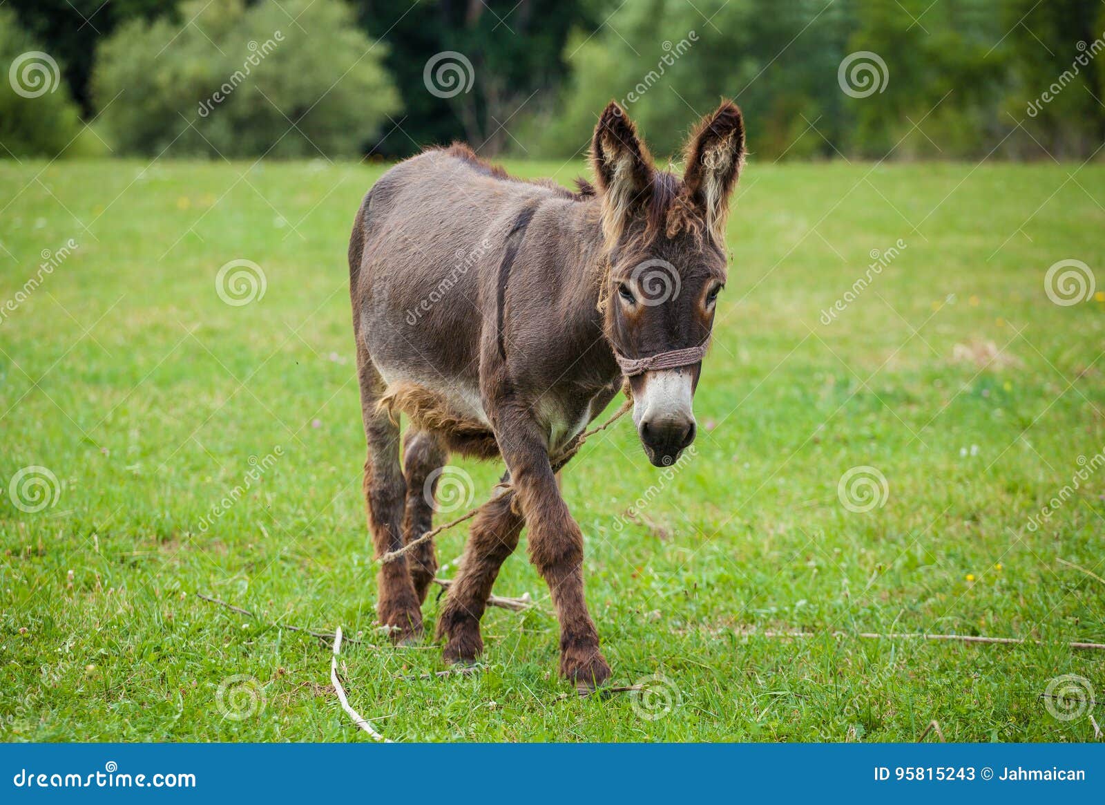 Donkey on a field stock image. Image of graze, brown - 95815243