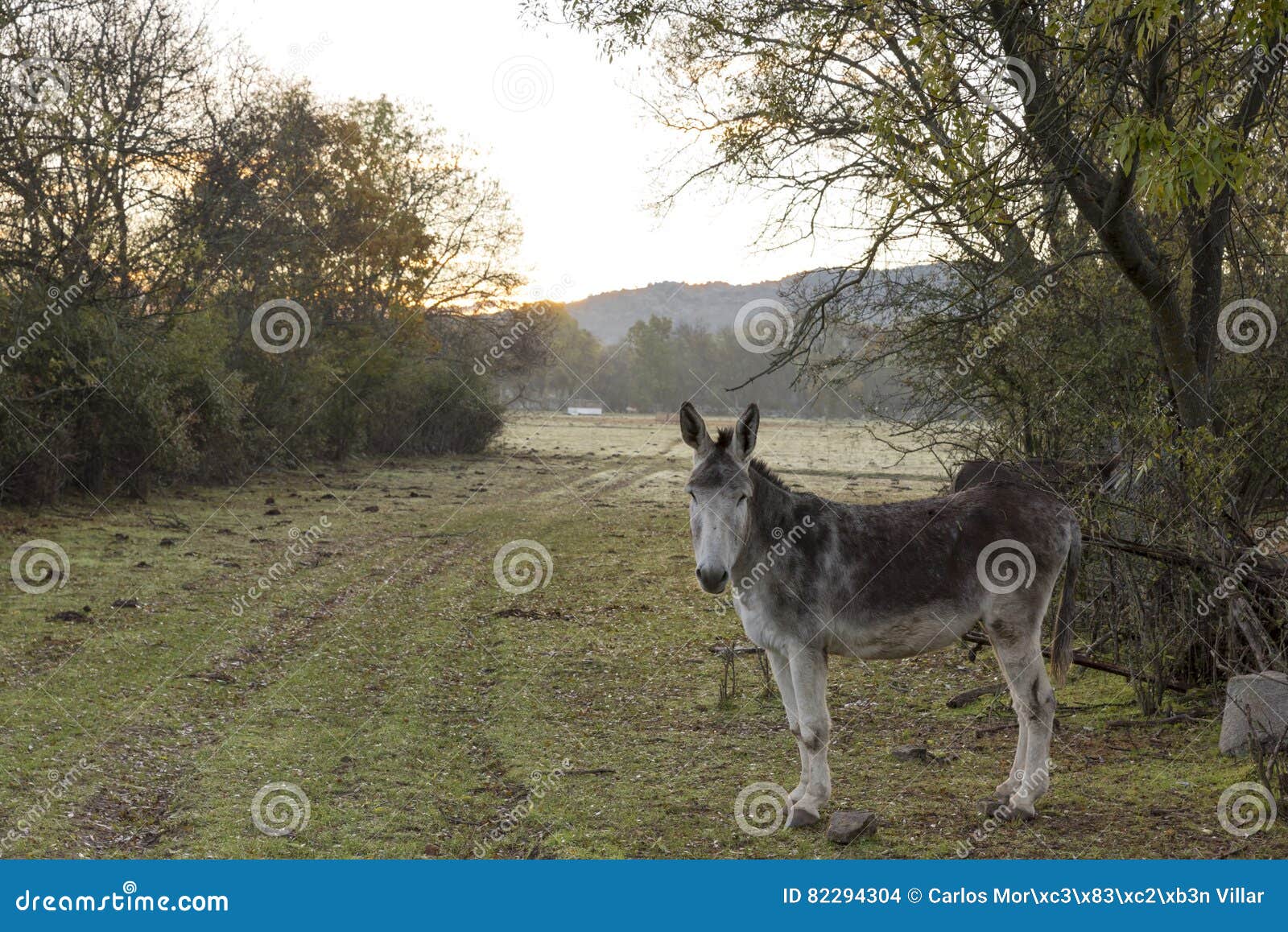 Donkey in a field stock photo. Image of pasture, field - 82294304