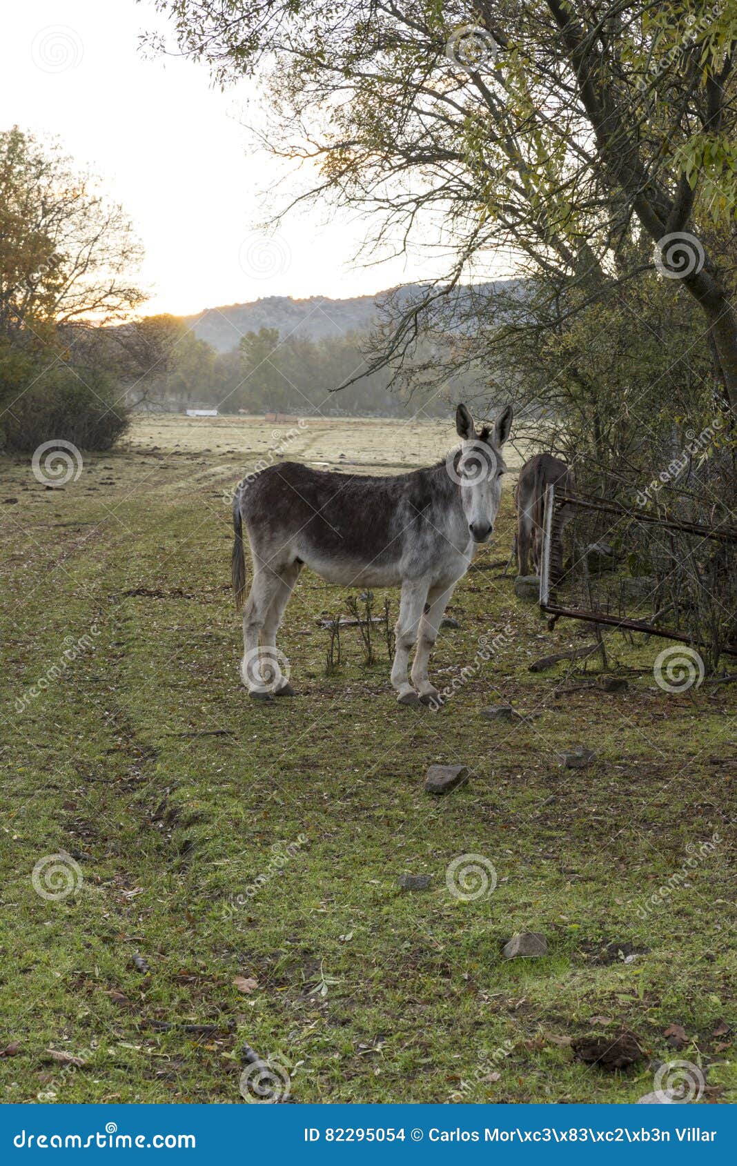 Donkey in a field stock photo. Image of donkey, countryside - 82295054