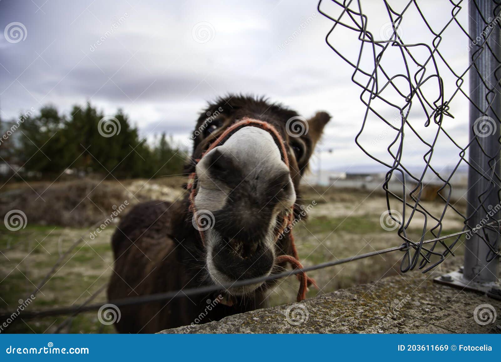 Donkey in field stock image. Image of livestock, landscape - 203611669