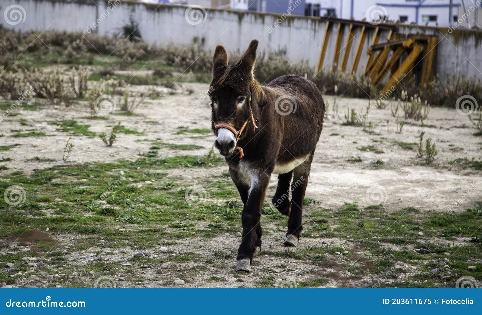 Donkey in field stock image. Image of farm, black, agriculture - 203611675