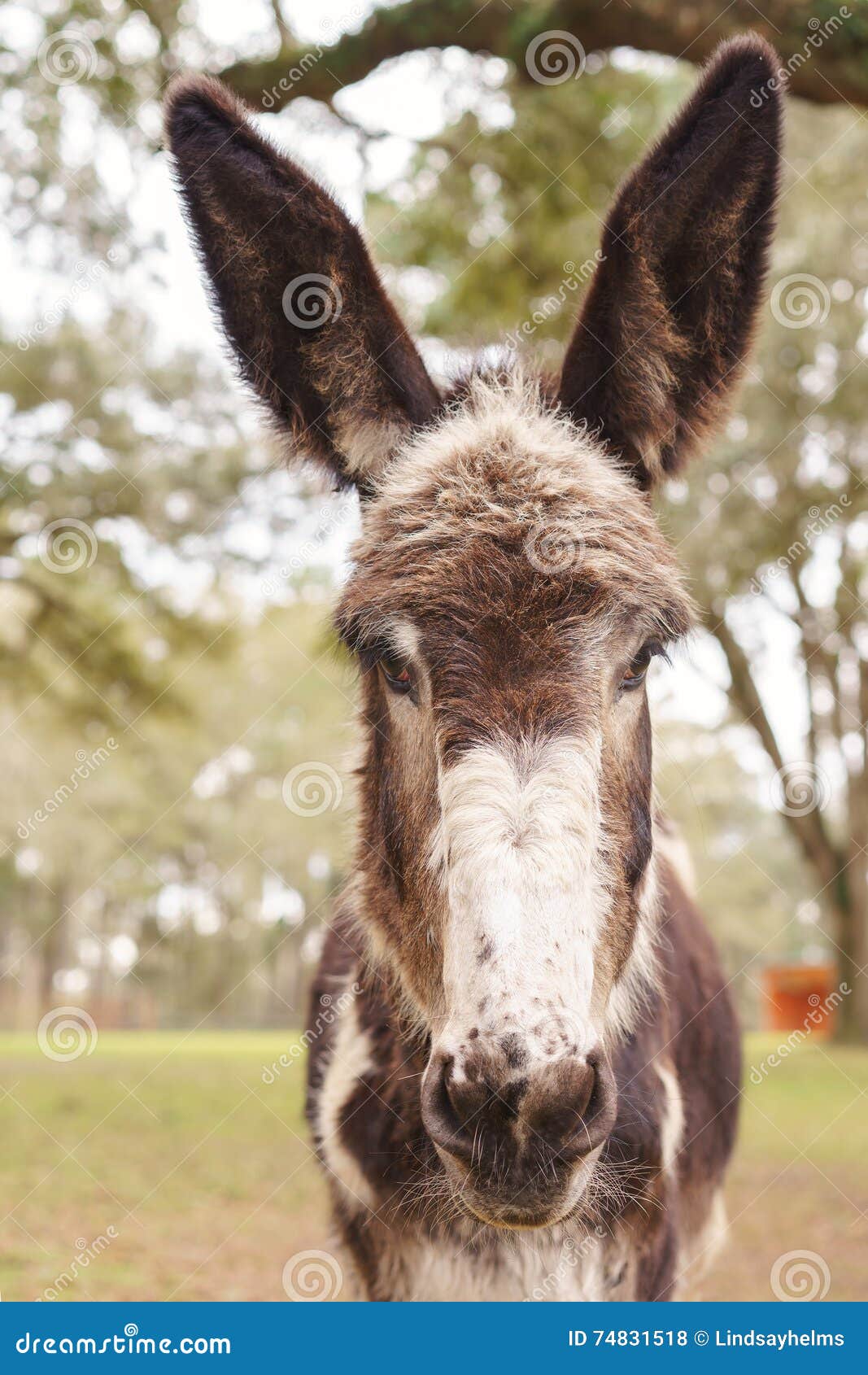 Donkey in Field Facing Forward Stock Photo - Image of facing, farm ...