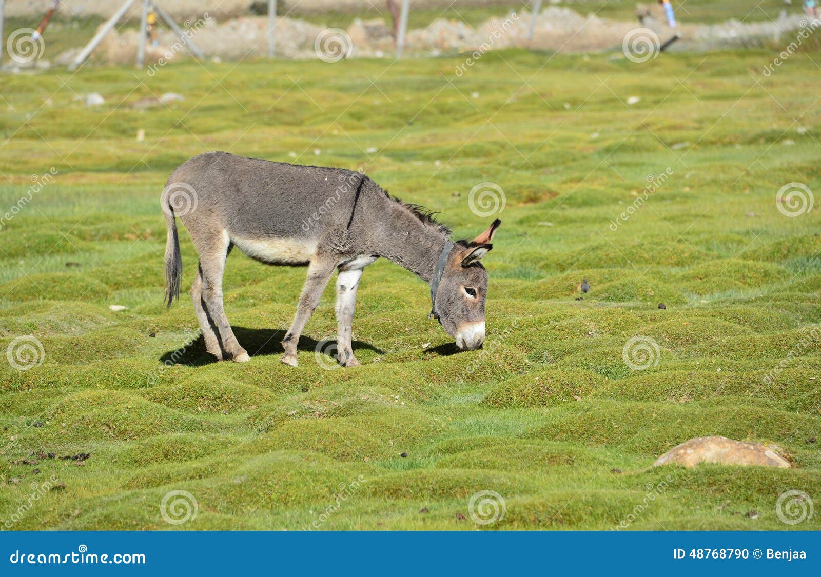 Donkey in the field stock photo. Image of asia, donkey - 48768790