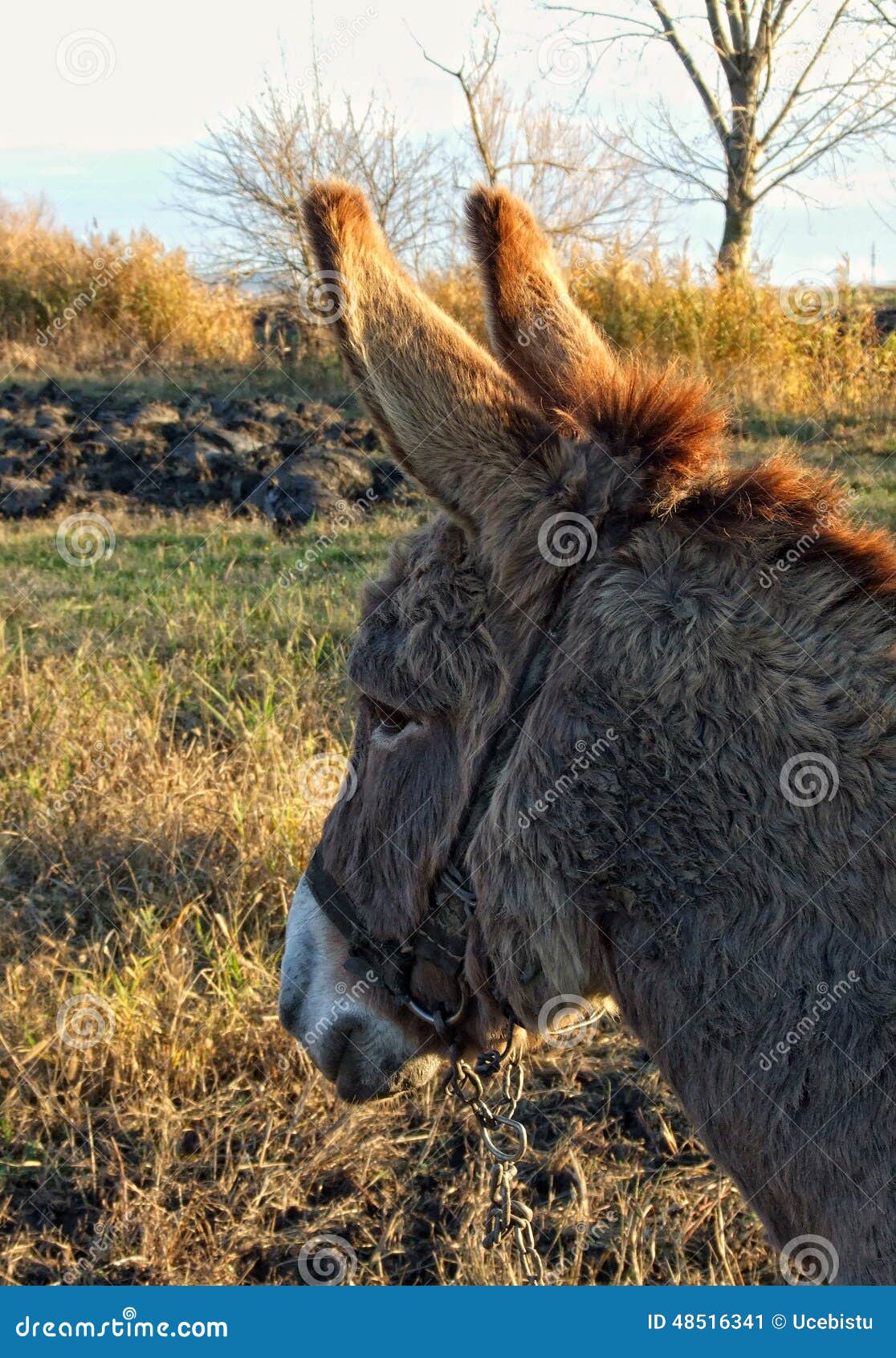 Donkey stock image. Image of meadows, animal, farm, angle - 48516341