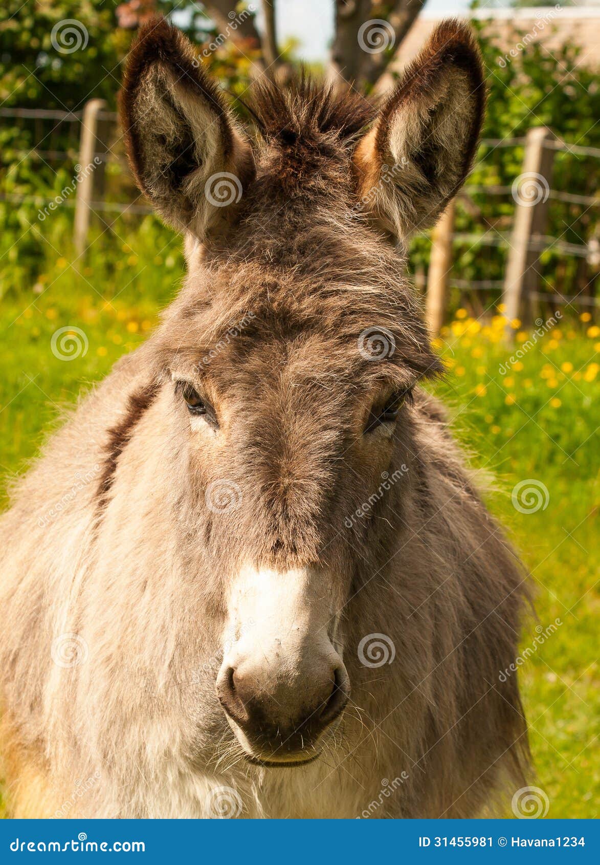 Donkey in a Field in Sunny Day Stock Image - Image of nature, animal ...