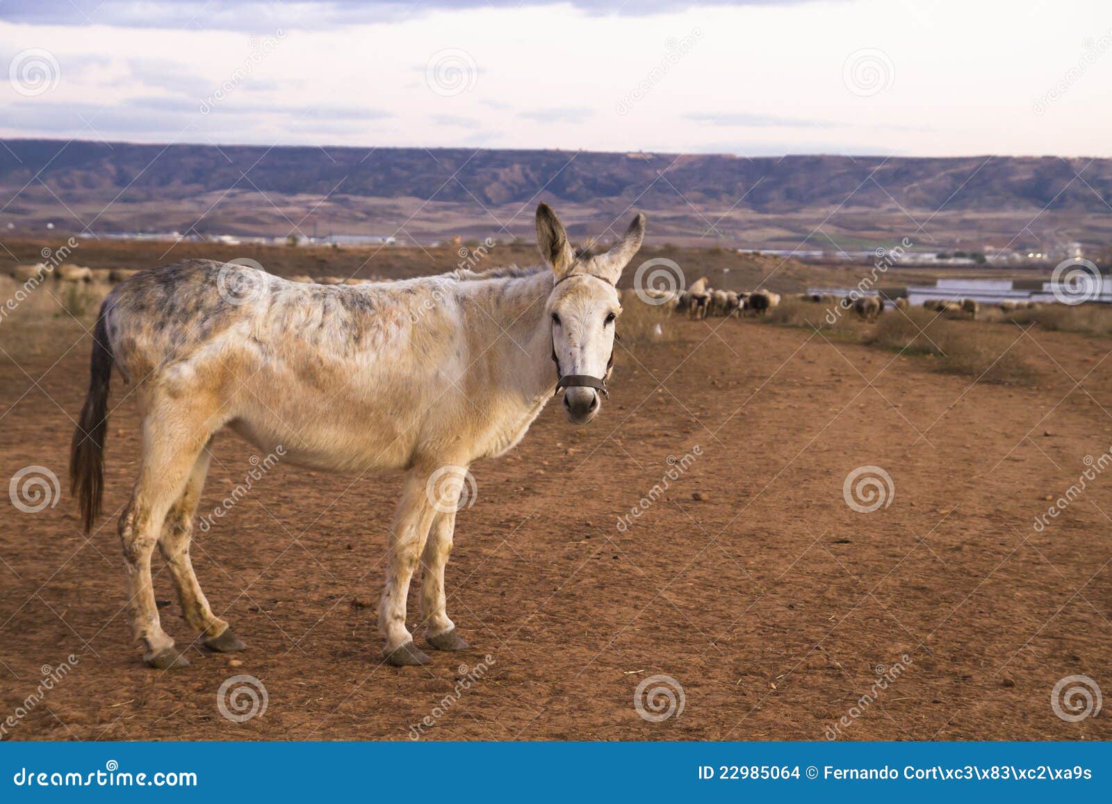 Donkey in a Field at Sunset Stock Photo - Image of greece, countryside ...