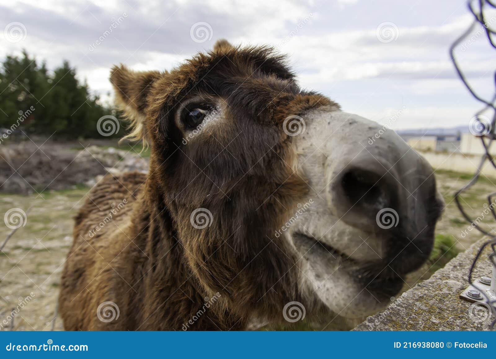 Donkey in field stock photo. Image of donkeys, portrait - 216938080