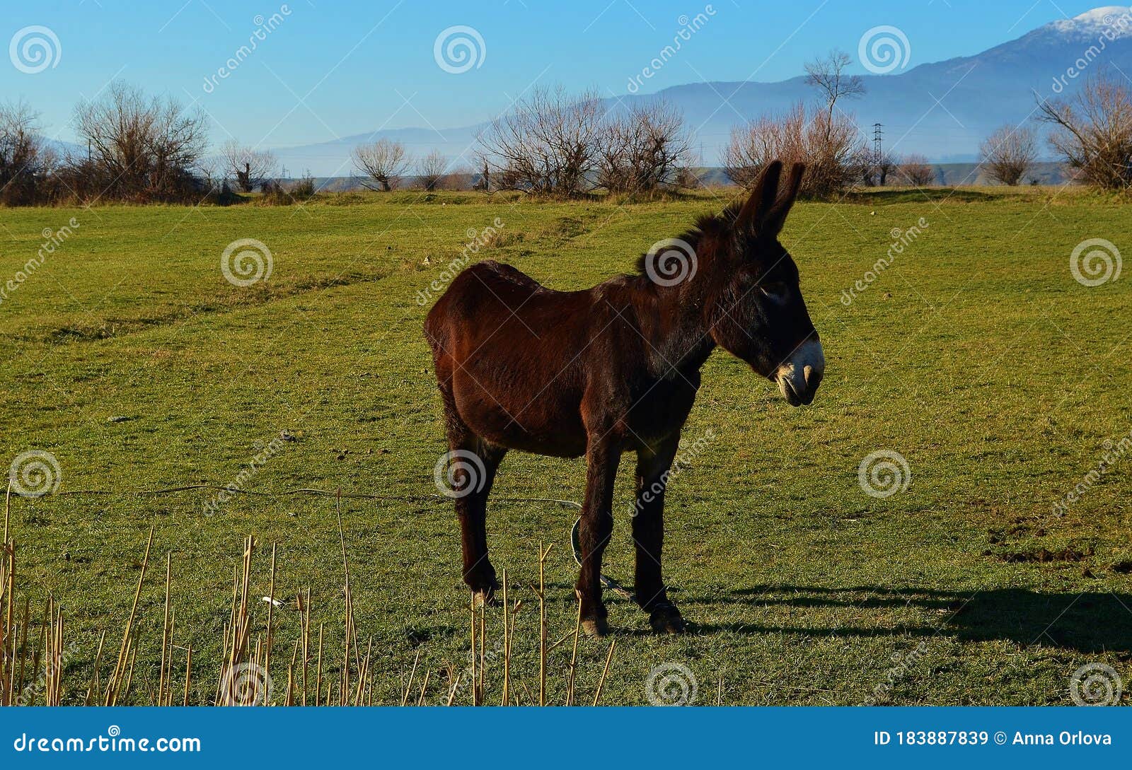Donkey in the field stock image. Image of snow, field - 183887839