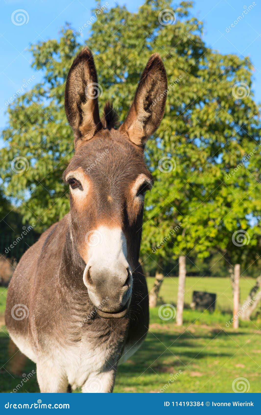 Donkey in the fields stock photo. Image of livestock - 114193384